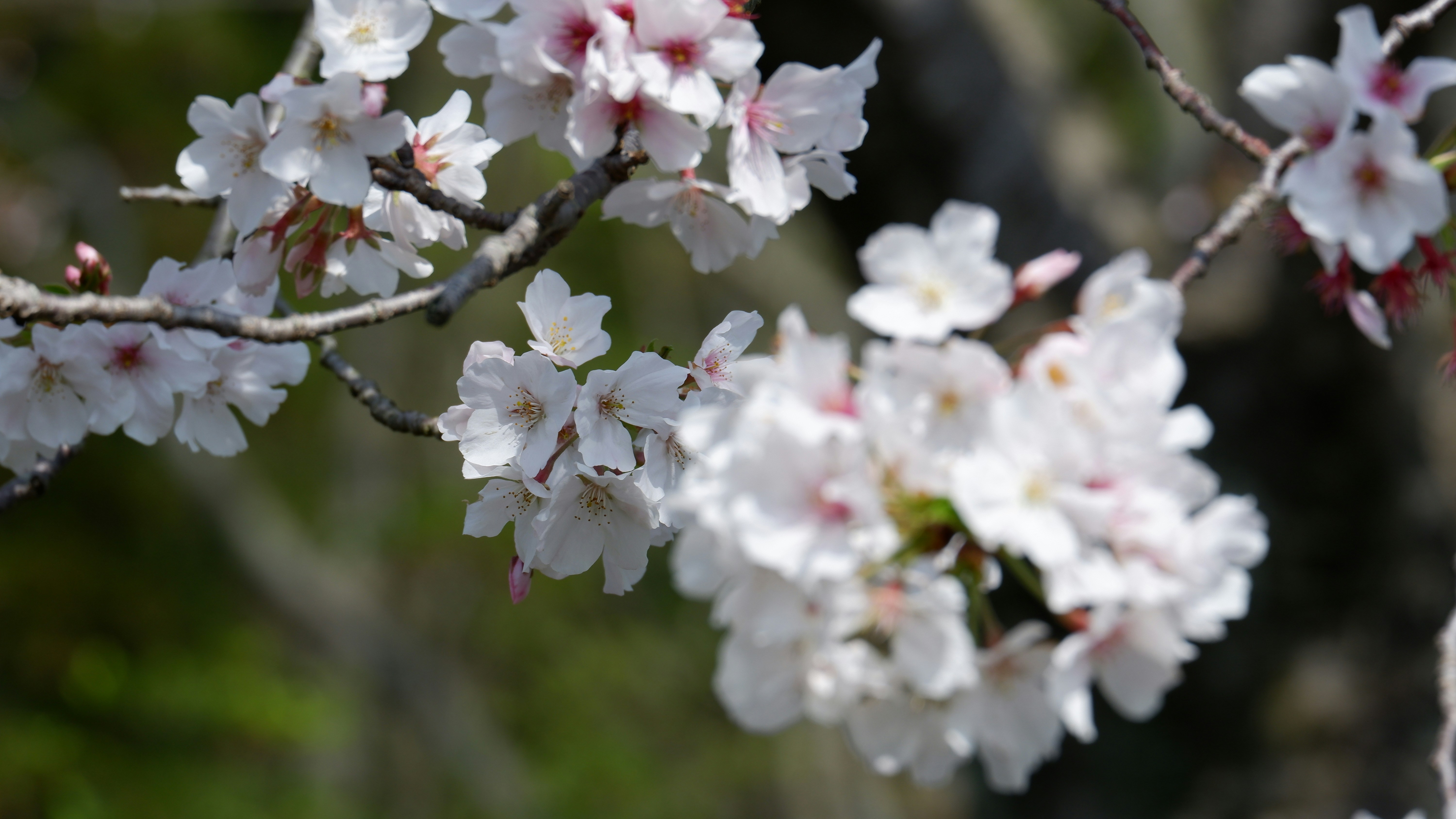 A beautiful close-up macro shot of delicate white and pink cherry blossoms (sakura) blooming on a tree branch. Captured with a soft, natural bokeh background during the spring season in Japan.