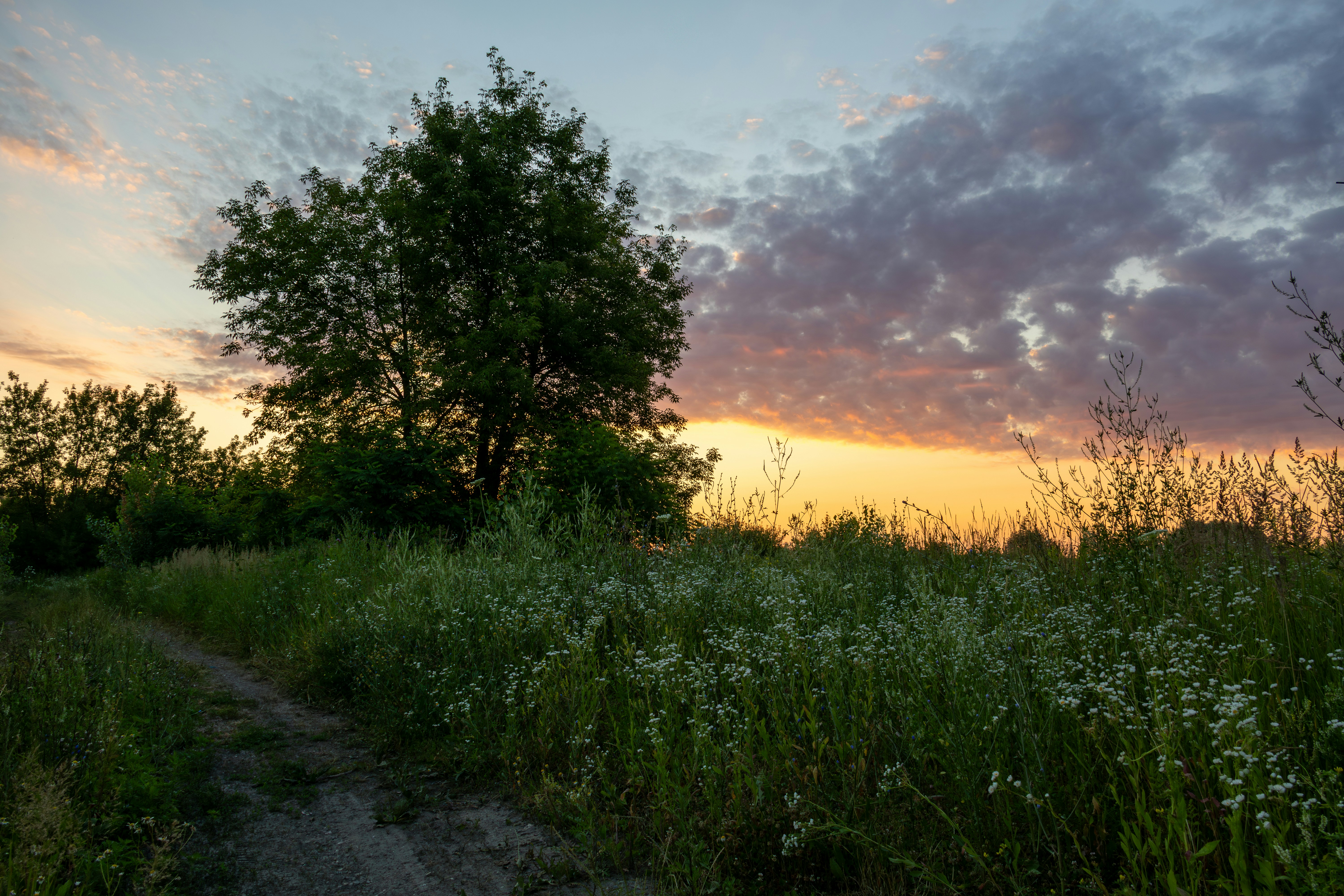Dirt path winds through a blooming meadow toward a silhouetted tree as the sunset casts orange light across the horizon.