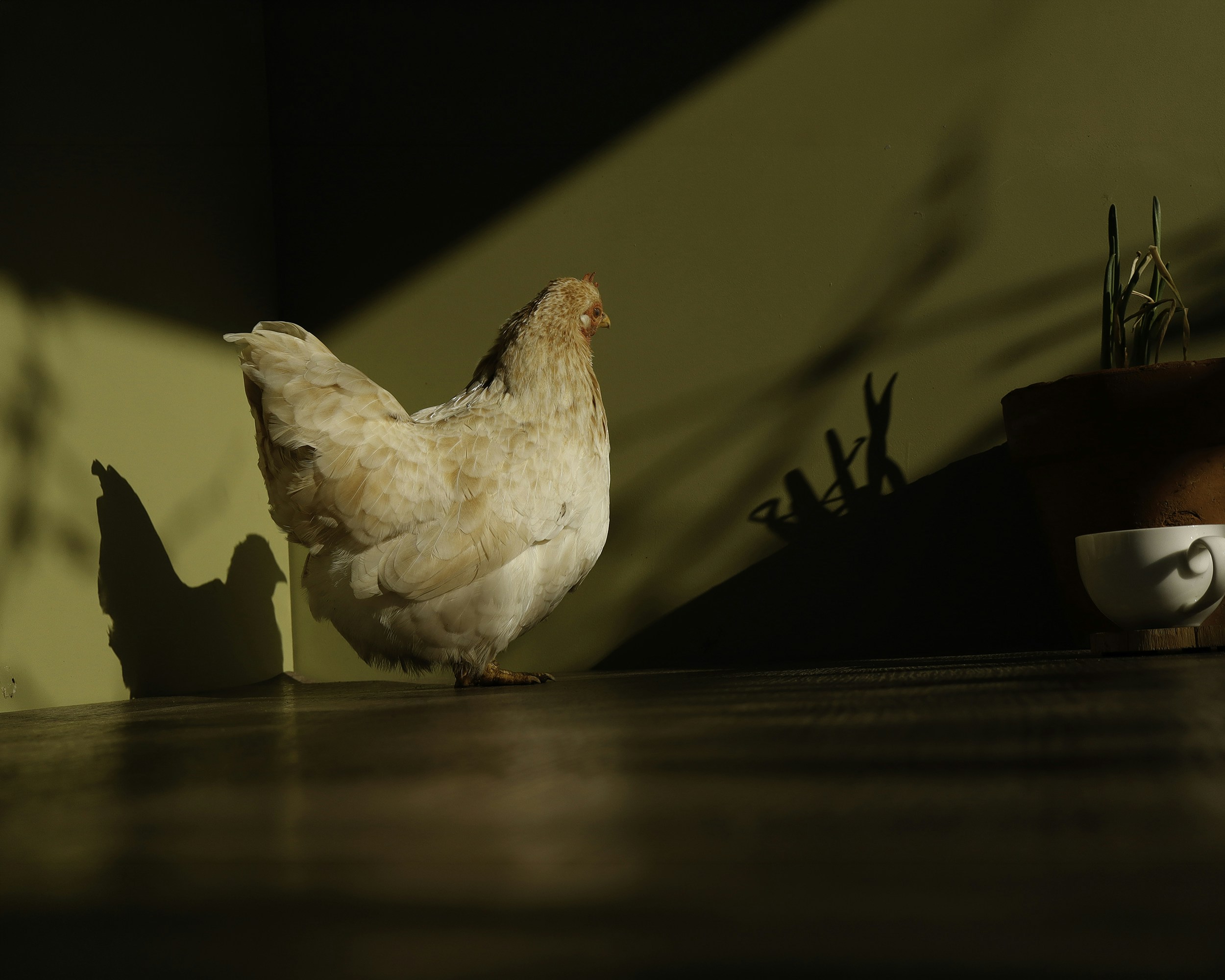 Sunlit Lullaby: A Solo Chicken in Shadowed Patio Light