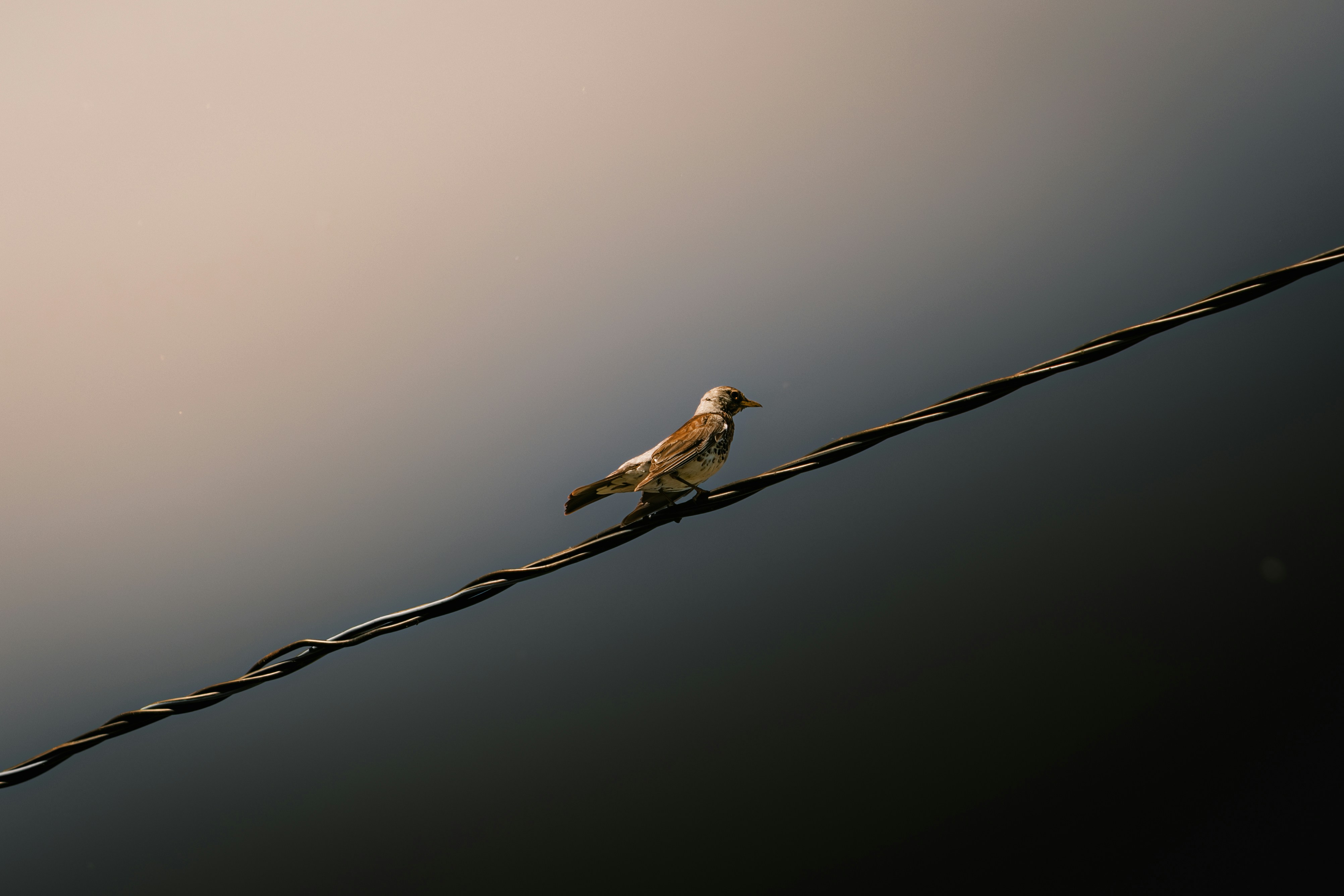 On a Shimmering Wire: A Sparrow Perches Against a Blurred Horizon