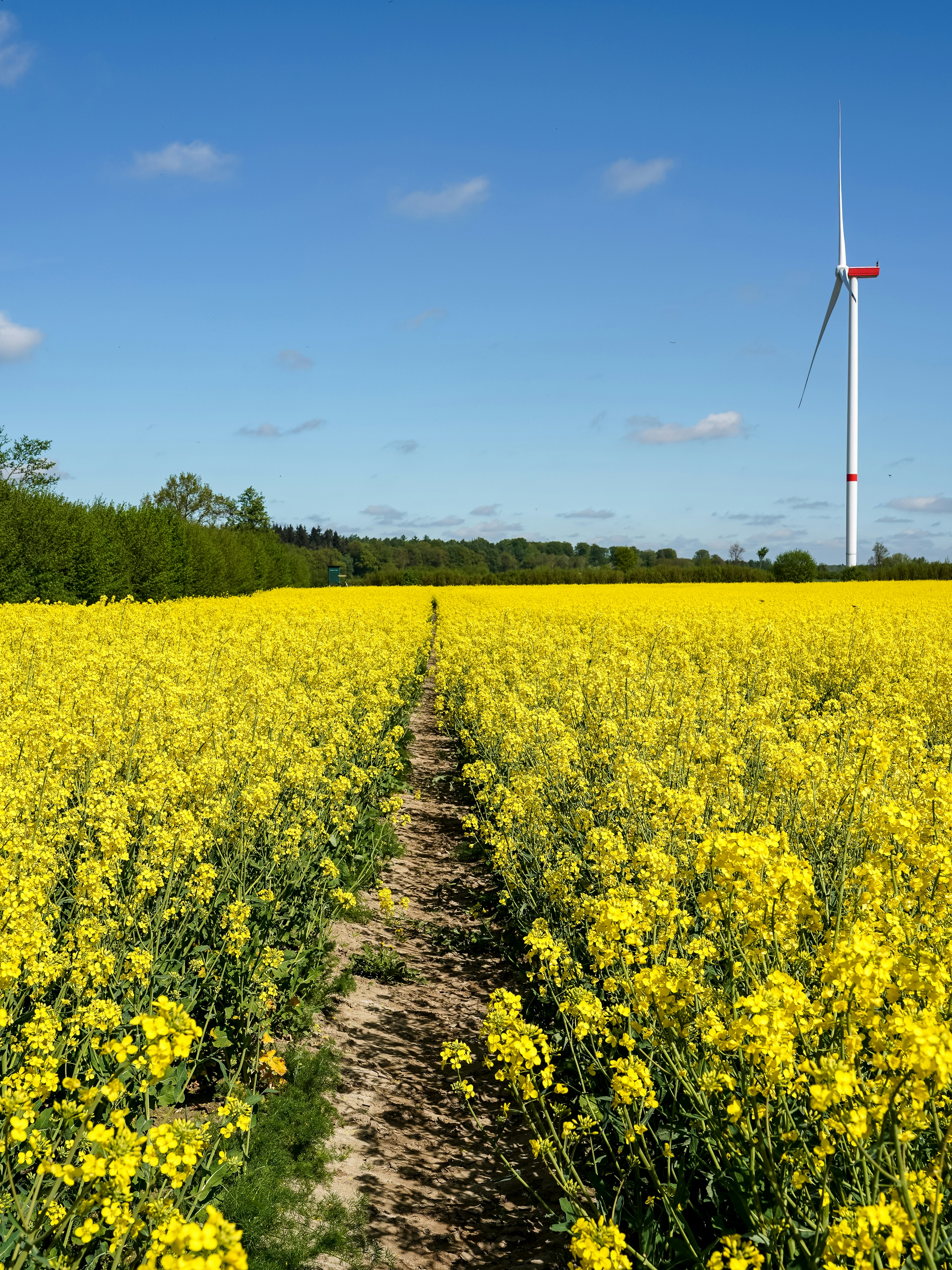 Canola Field meets Windmill Horizon