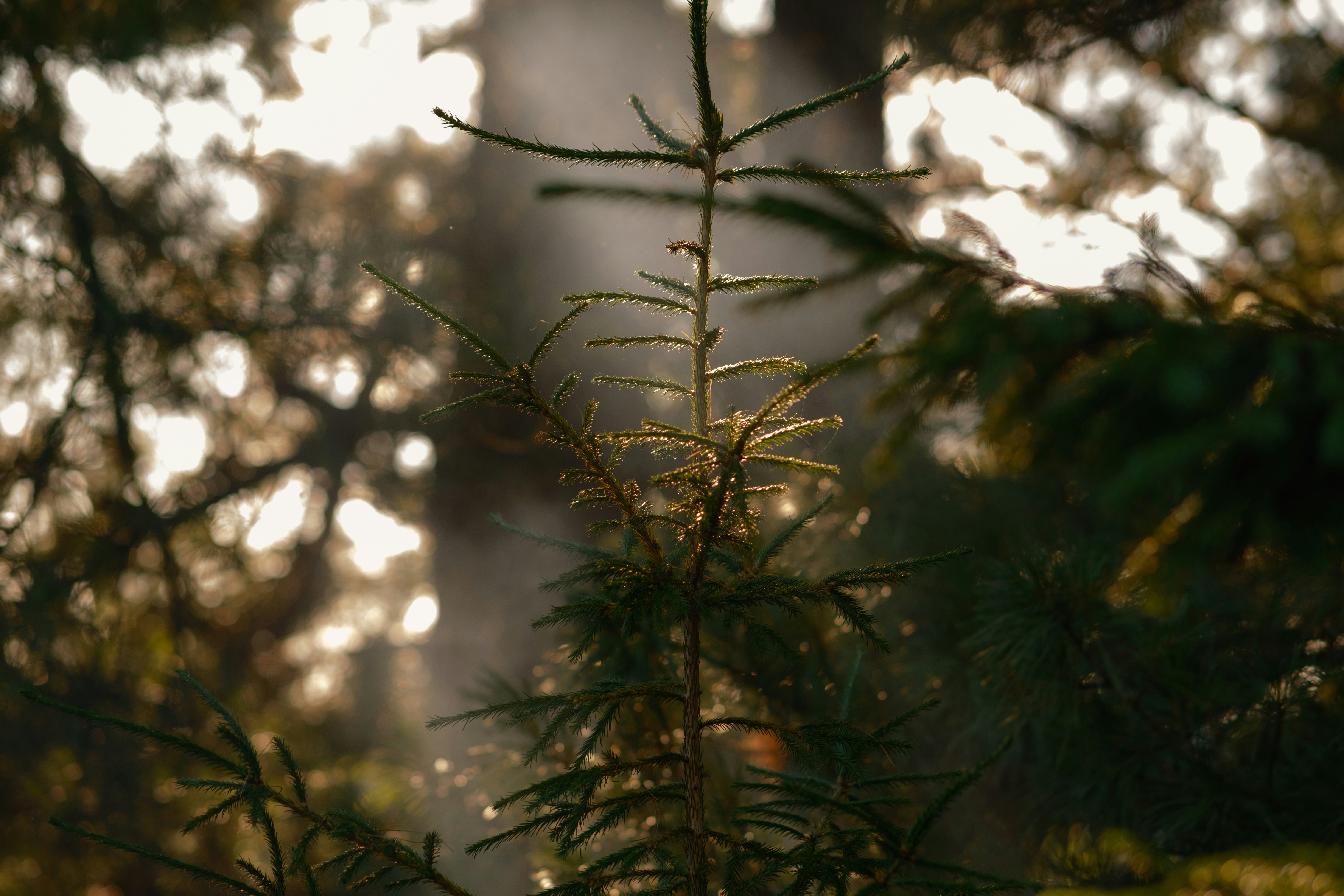 Sunlit Spruce: Quiet Forest Backlit by Dappled Dawn