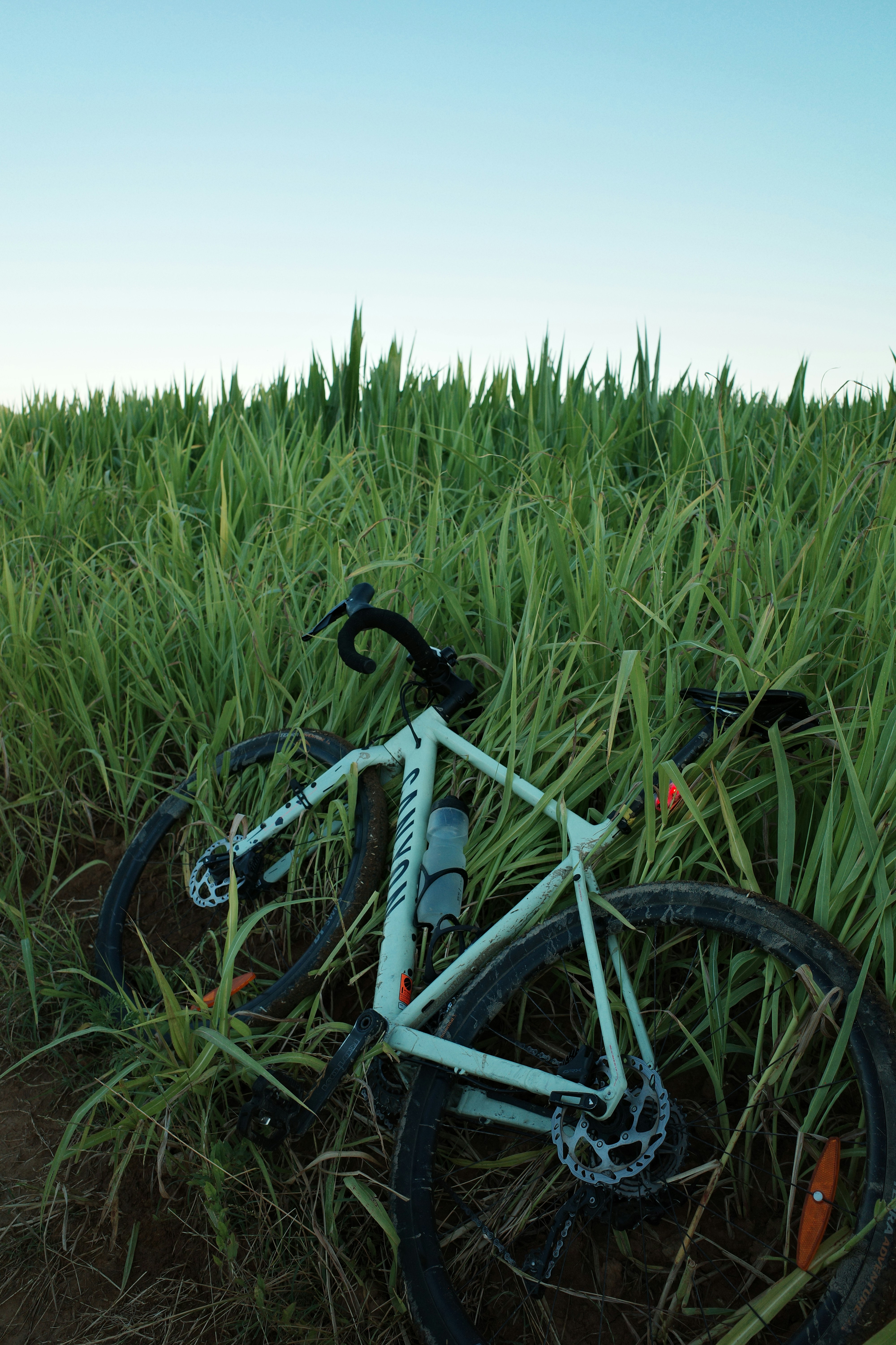 A white road bicycle lies angled in a dense field of tall green grass under a clear blue sky; the scene suggests abandonment or a nature reclaiming a moment after a ride. (Note: this is a photograph, not a drawing or painting.)