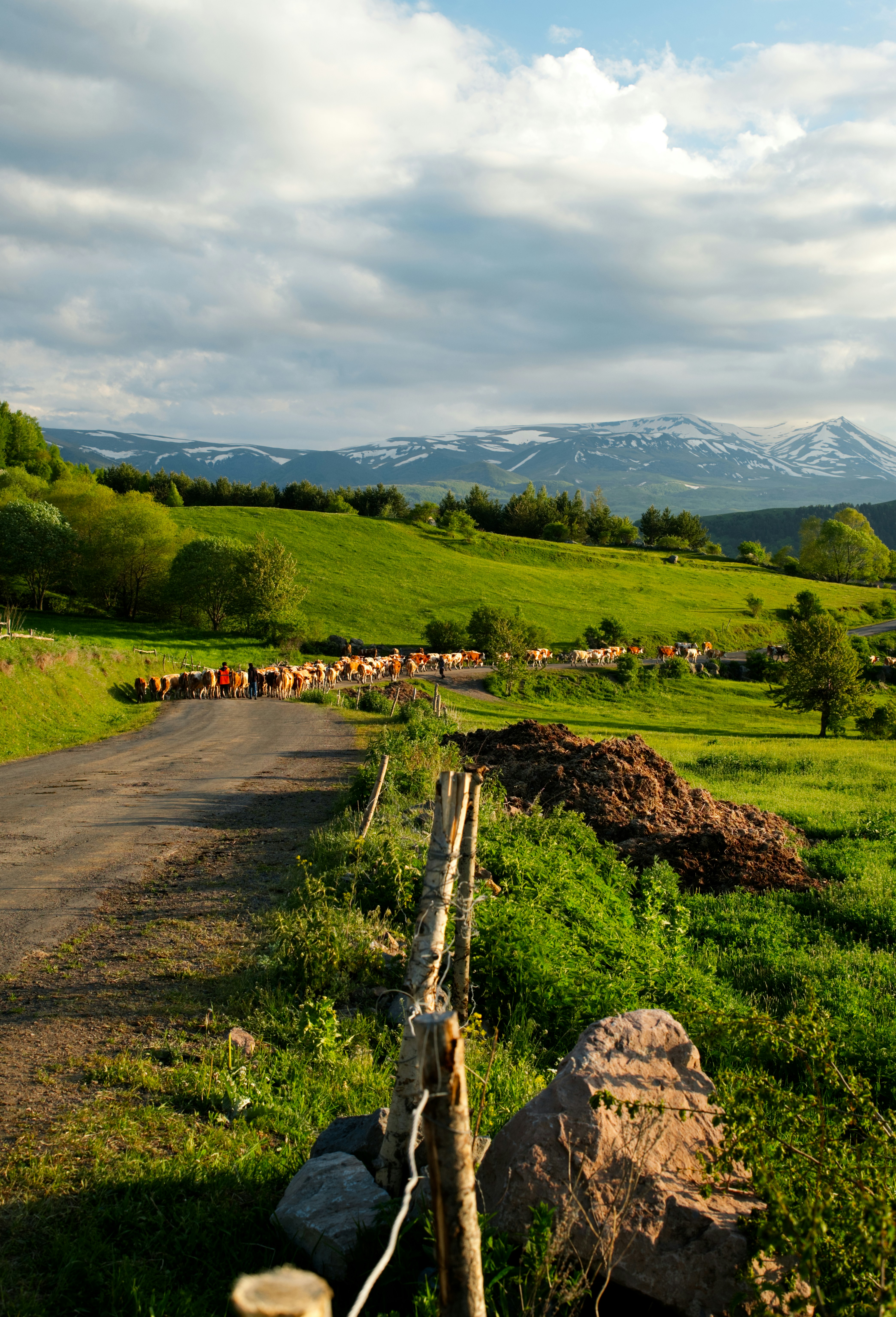 Cattle Trail to Snow-Kissed Peaks