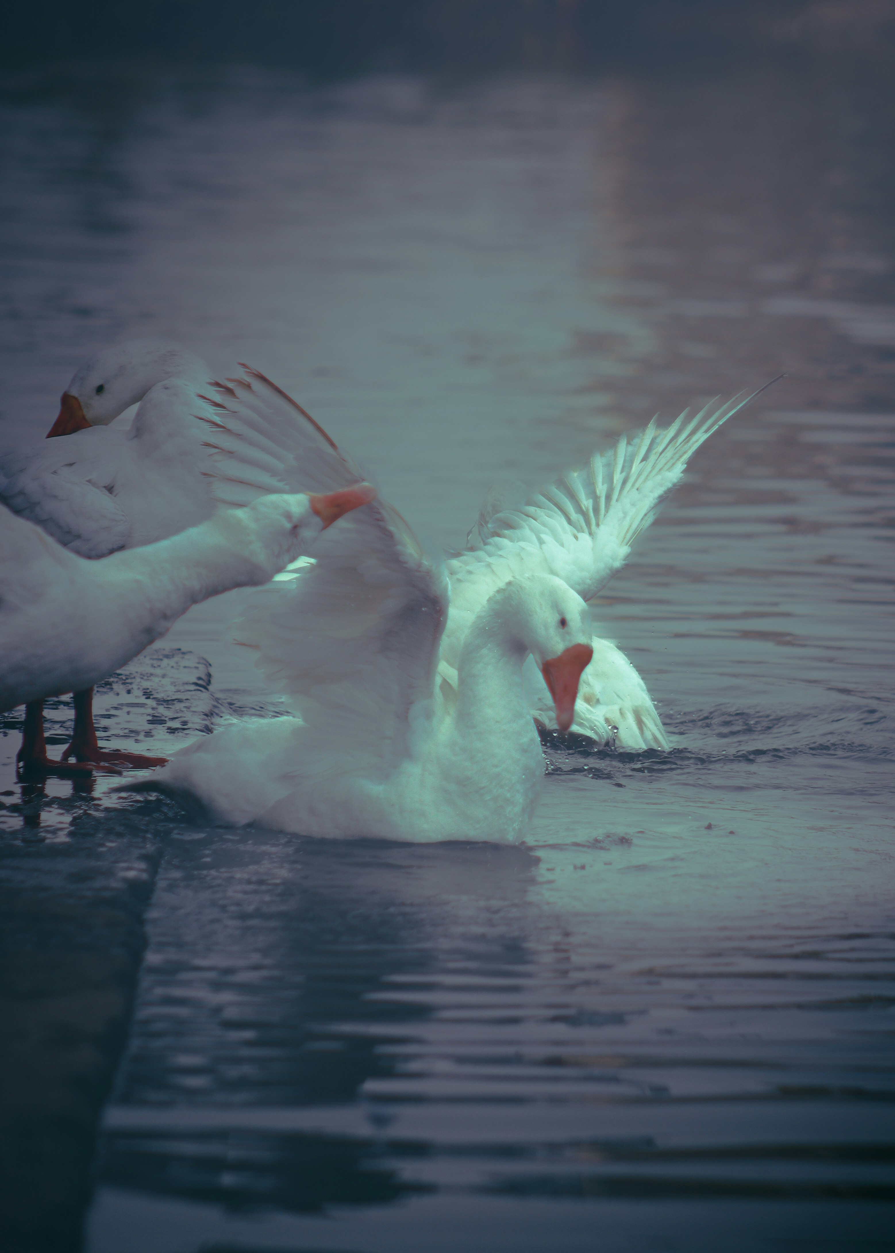 Winged Pause at the Shore: Two White Geese in Quiet Harmony