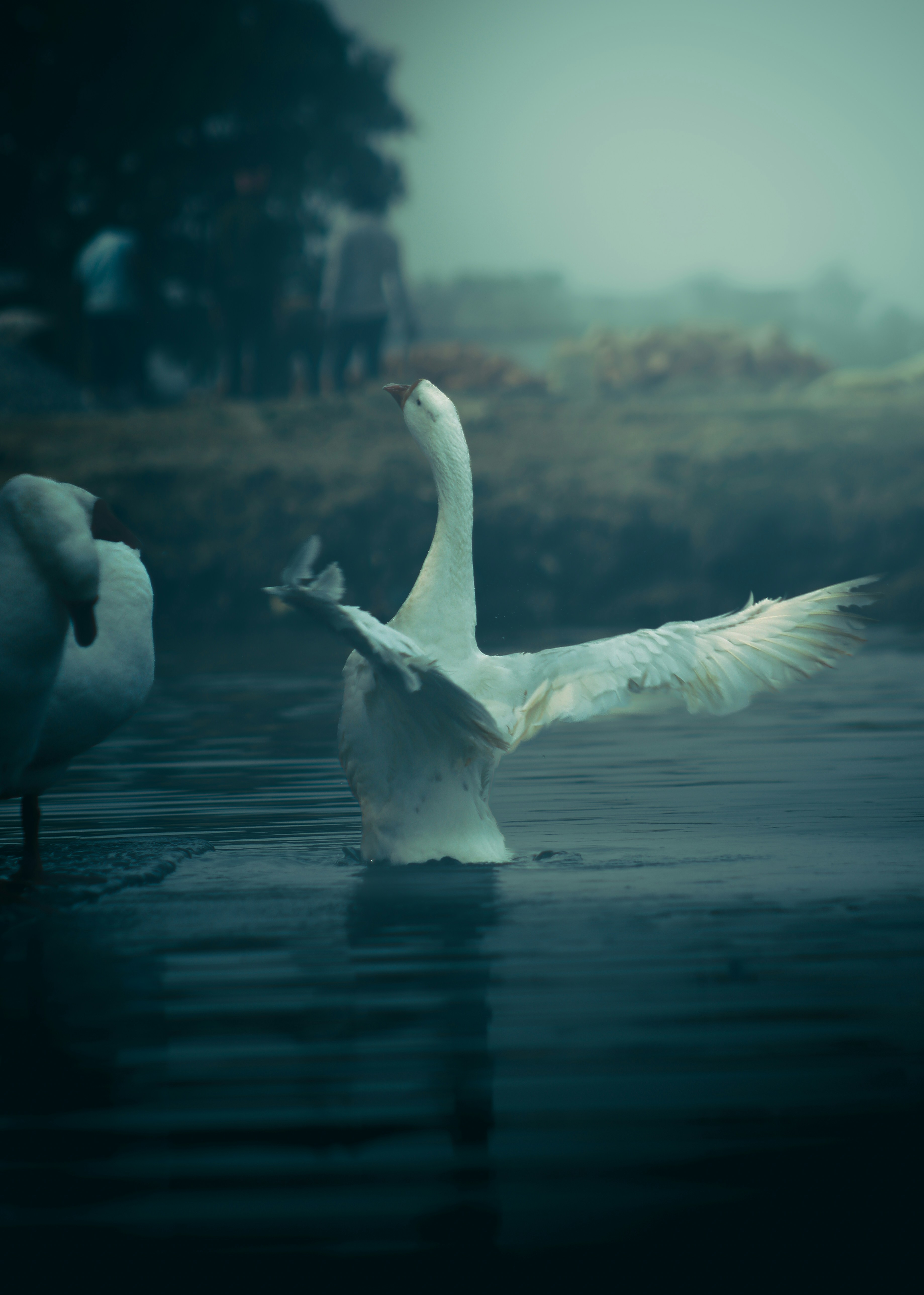 A white swan lifts its wings from calm water, with another swan in the background; soft, cool tones and a shallow feel suggest a tranquil moment near a blurred shoreline.