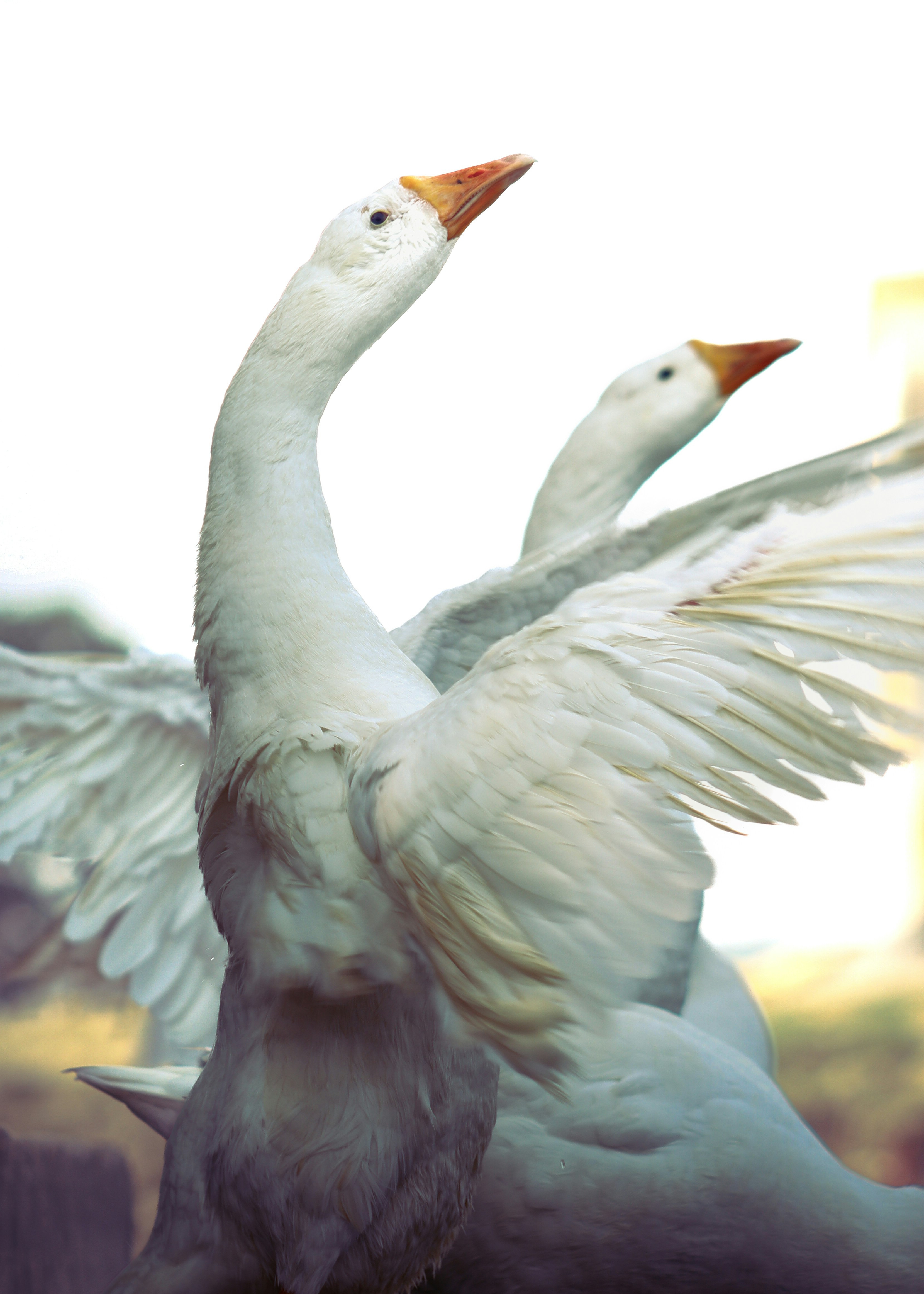 Vigilant Geese: White Birds with Outstretched Wings in Morning Light