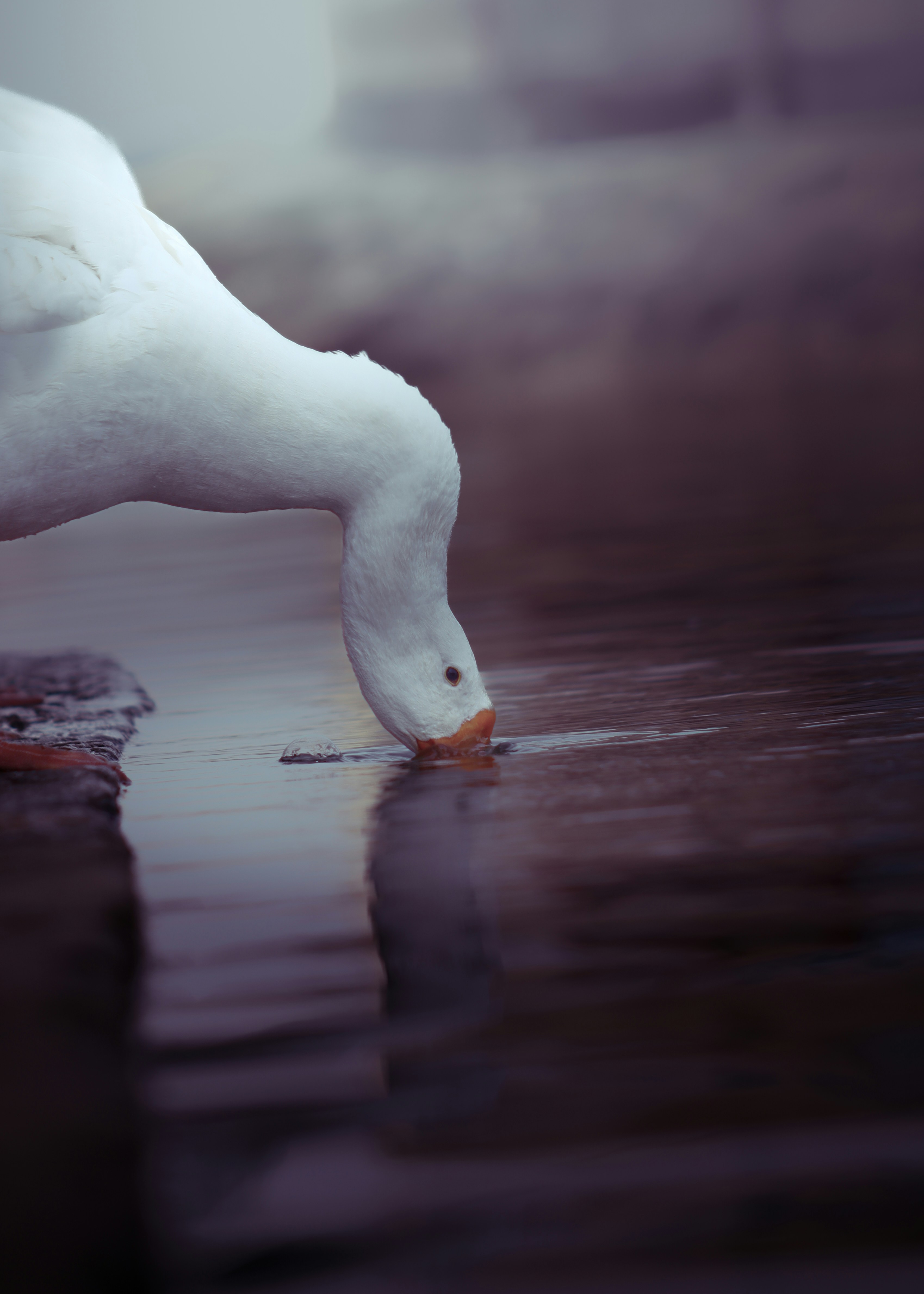 A Quiet Sip: The Swan's Delicate Dawn Touch