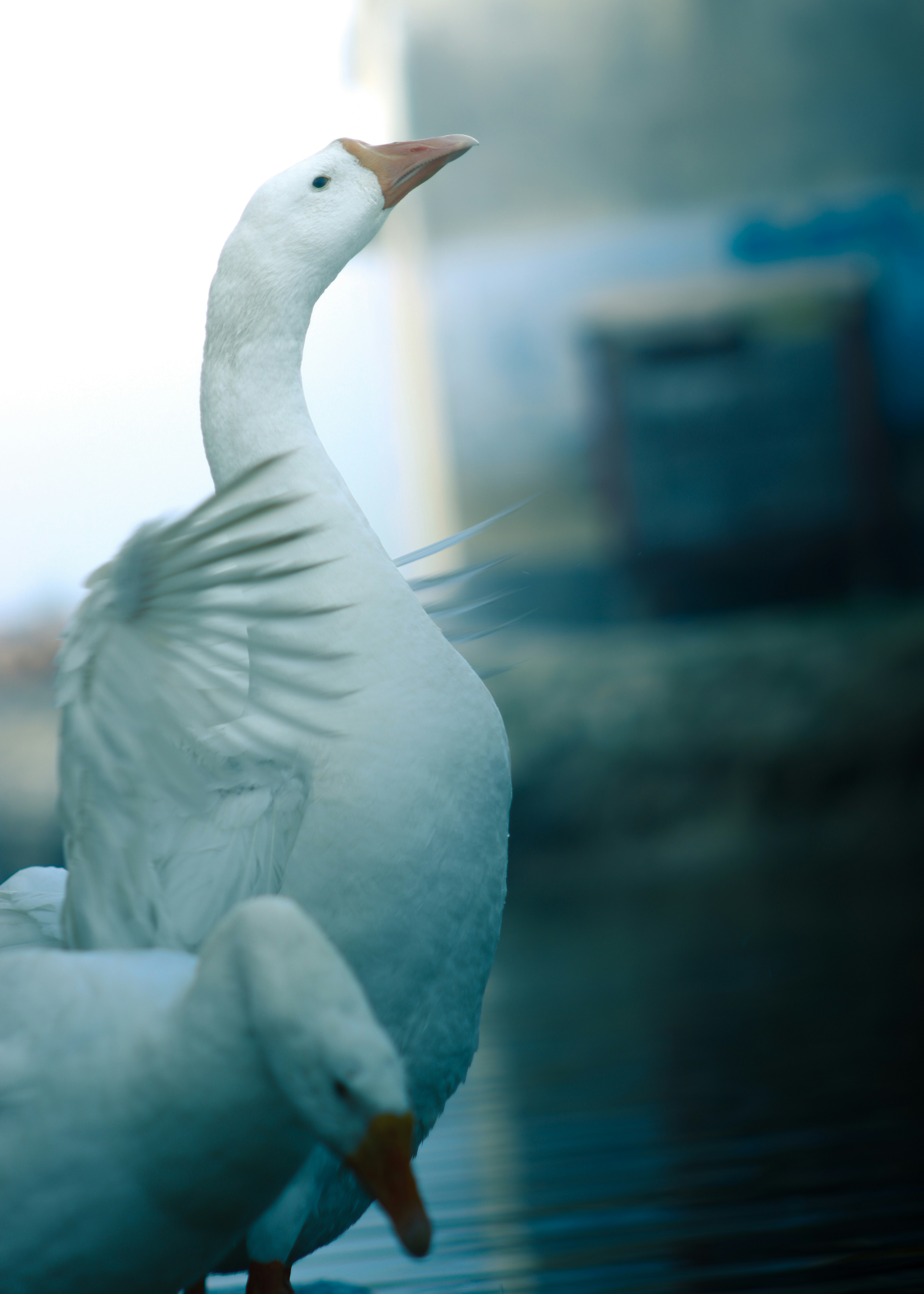 Curious White Goose Looks Up from the Quiet Shore