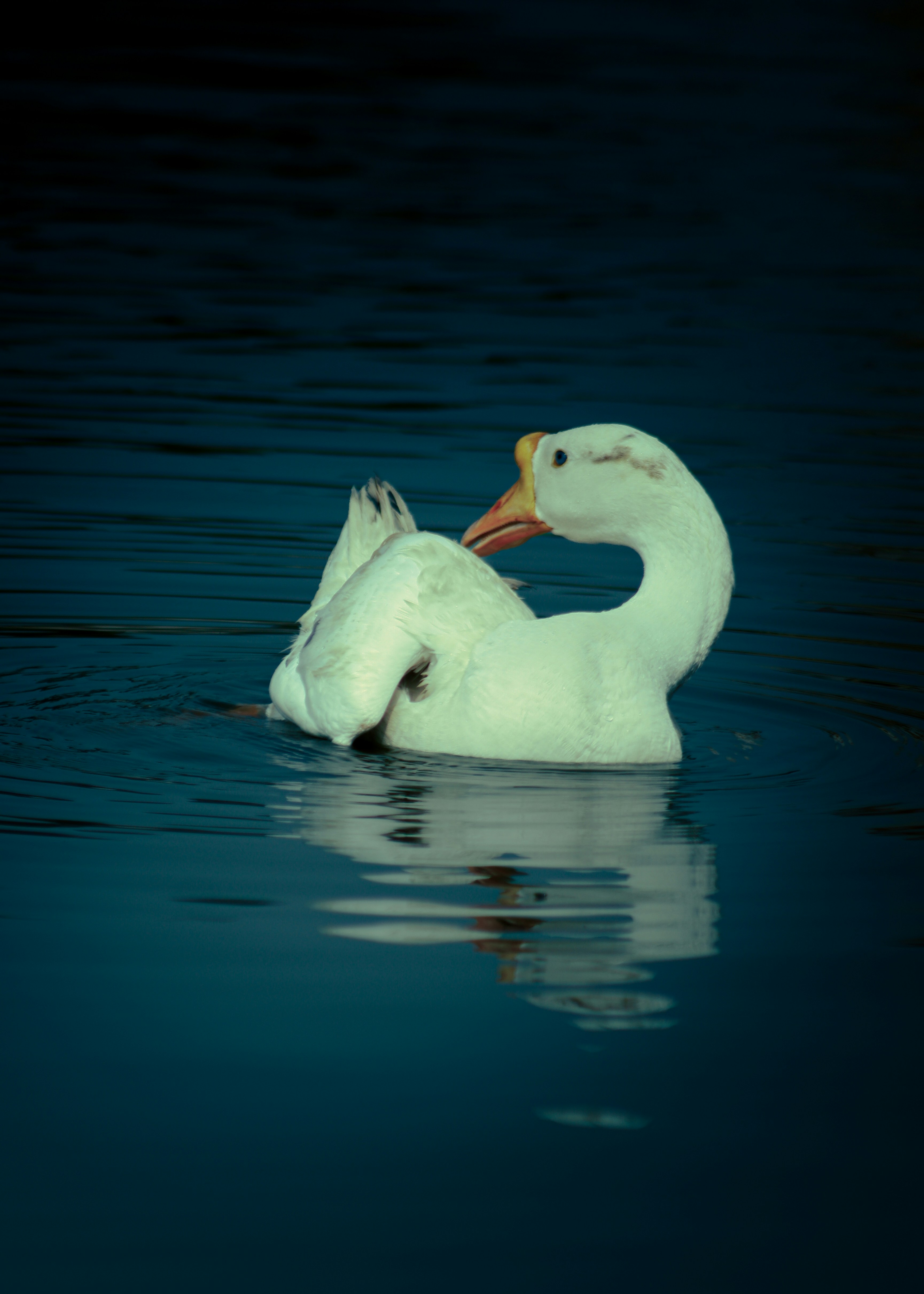 White Swan's Gentle Curl: A Moment of Rest on Evening Water