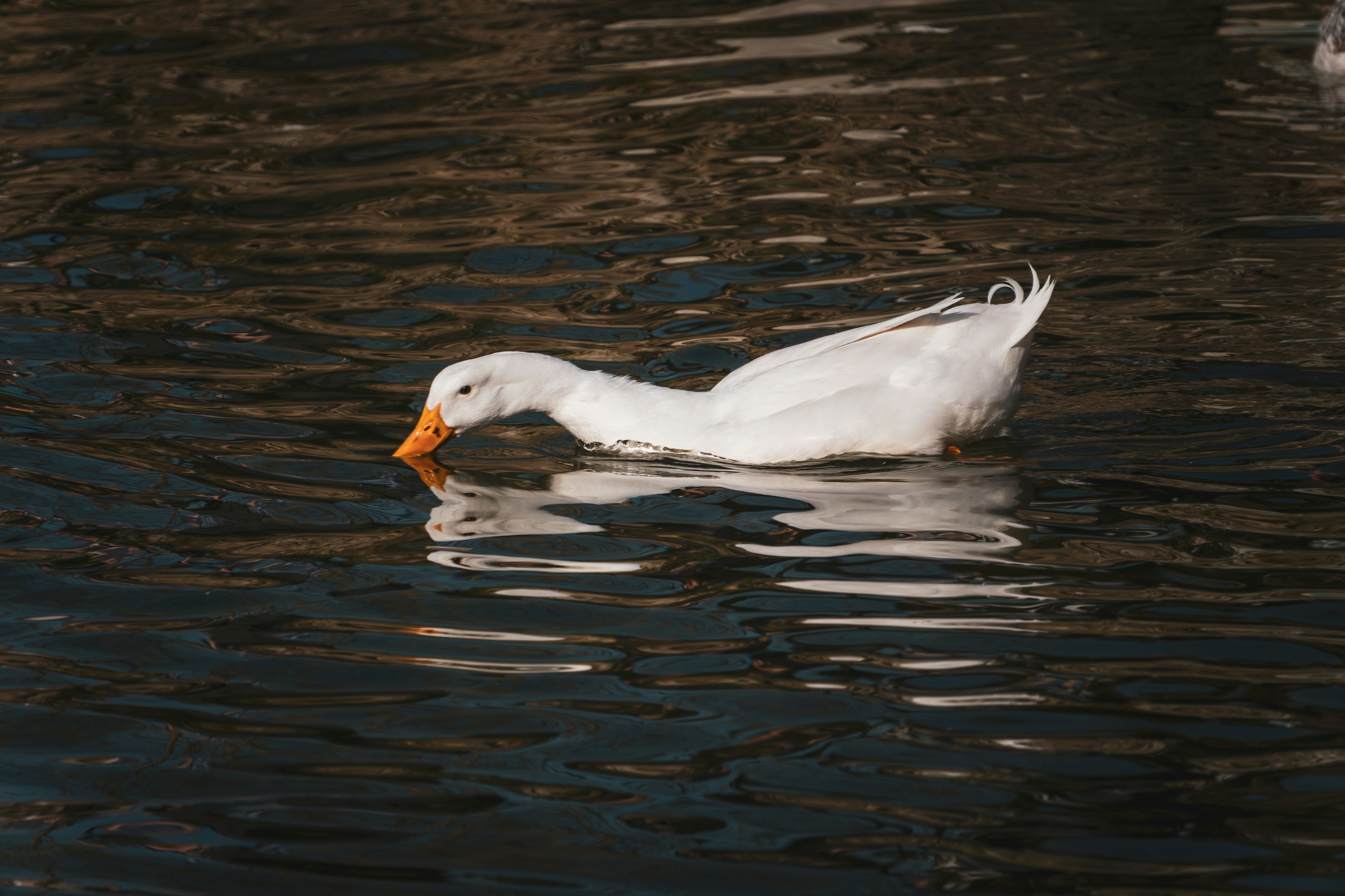 White duck gliding over rippled dark water with orange beak