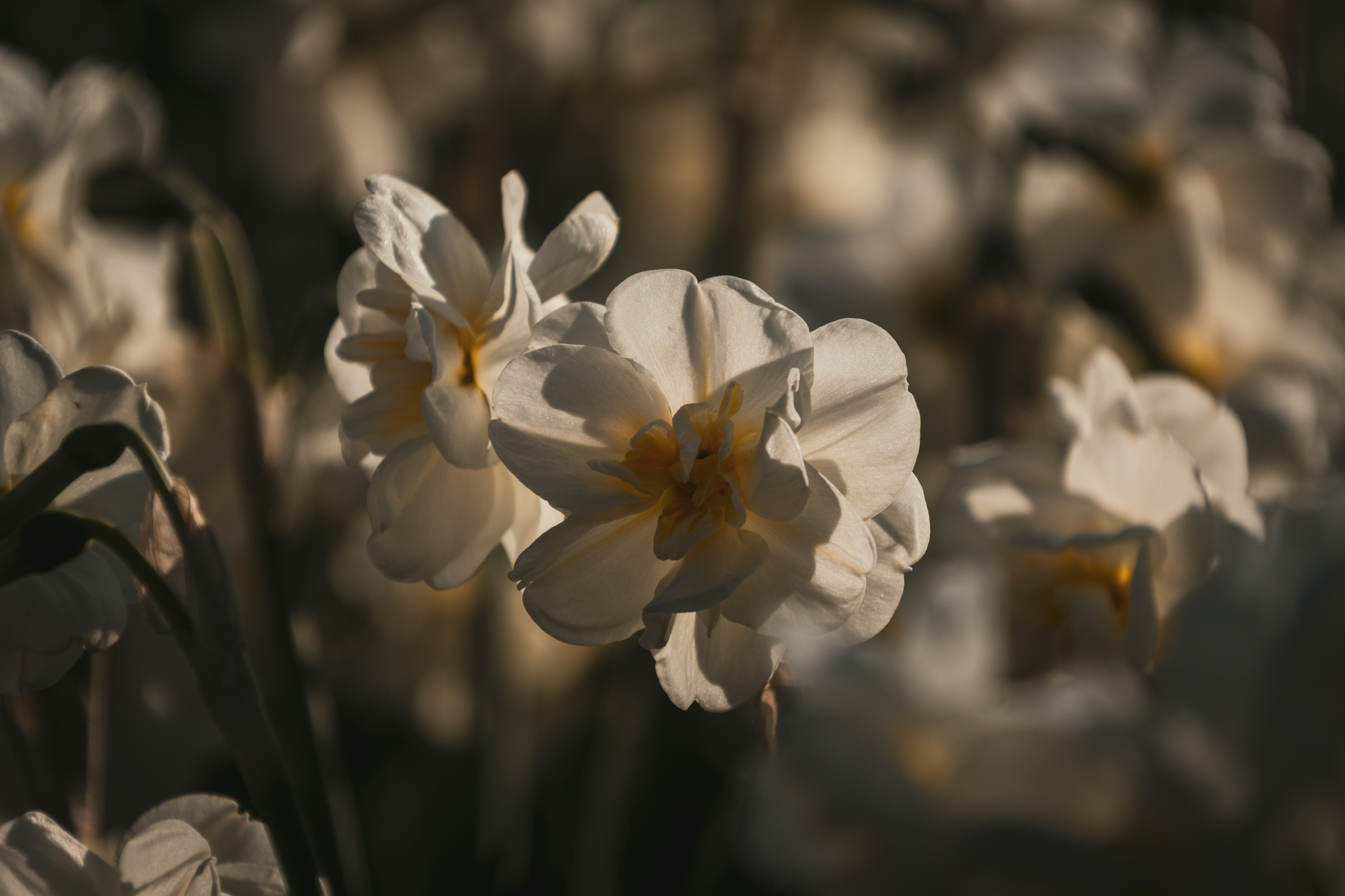 Soft Spotlight on White Blooms: Subtle Glow in a Dusky Garden
