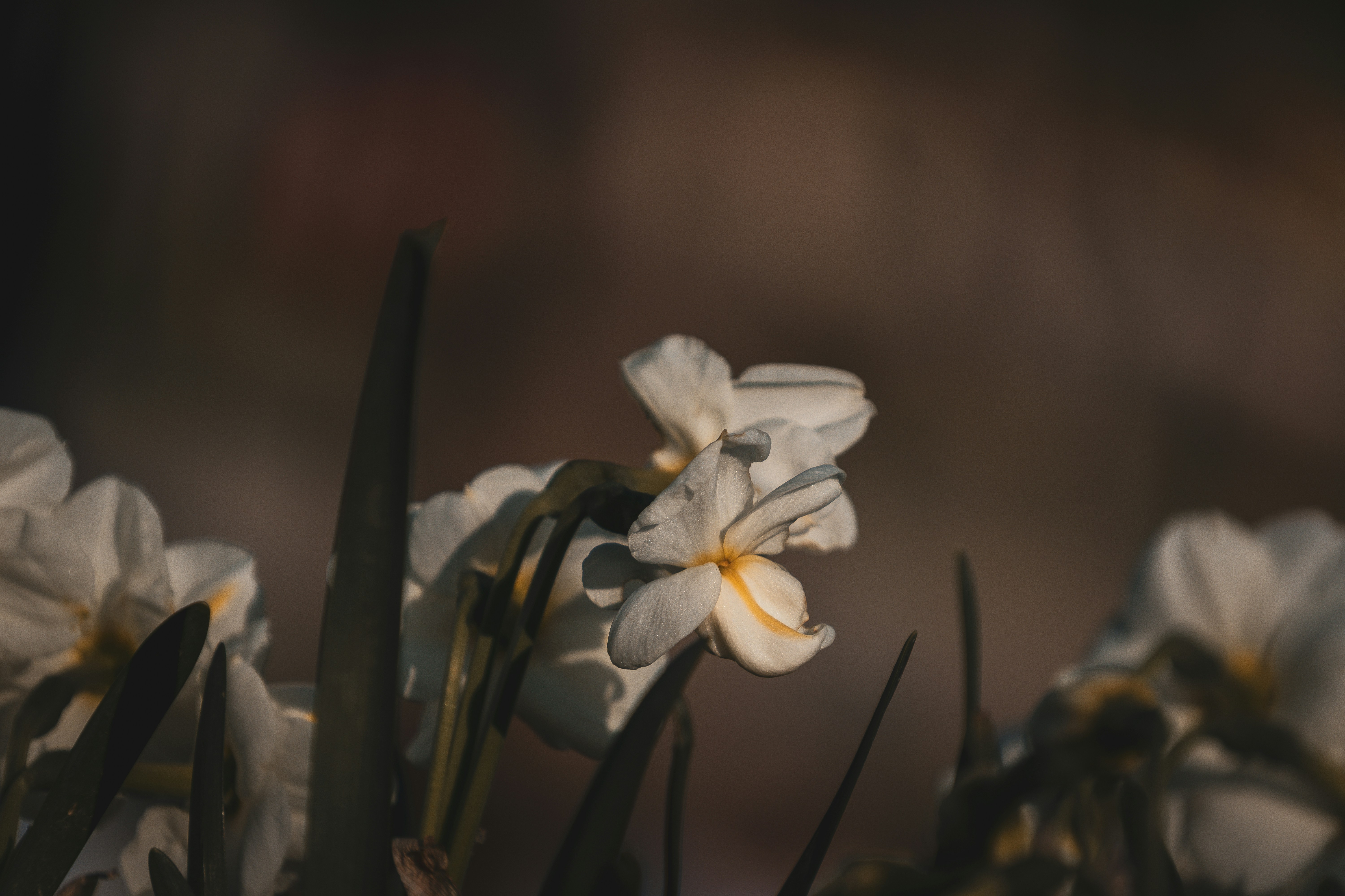 White orchid in a dim garden spotlight