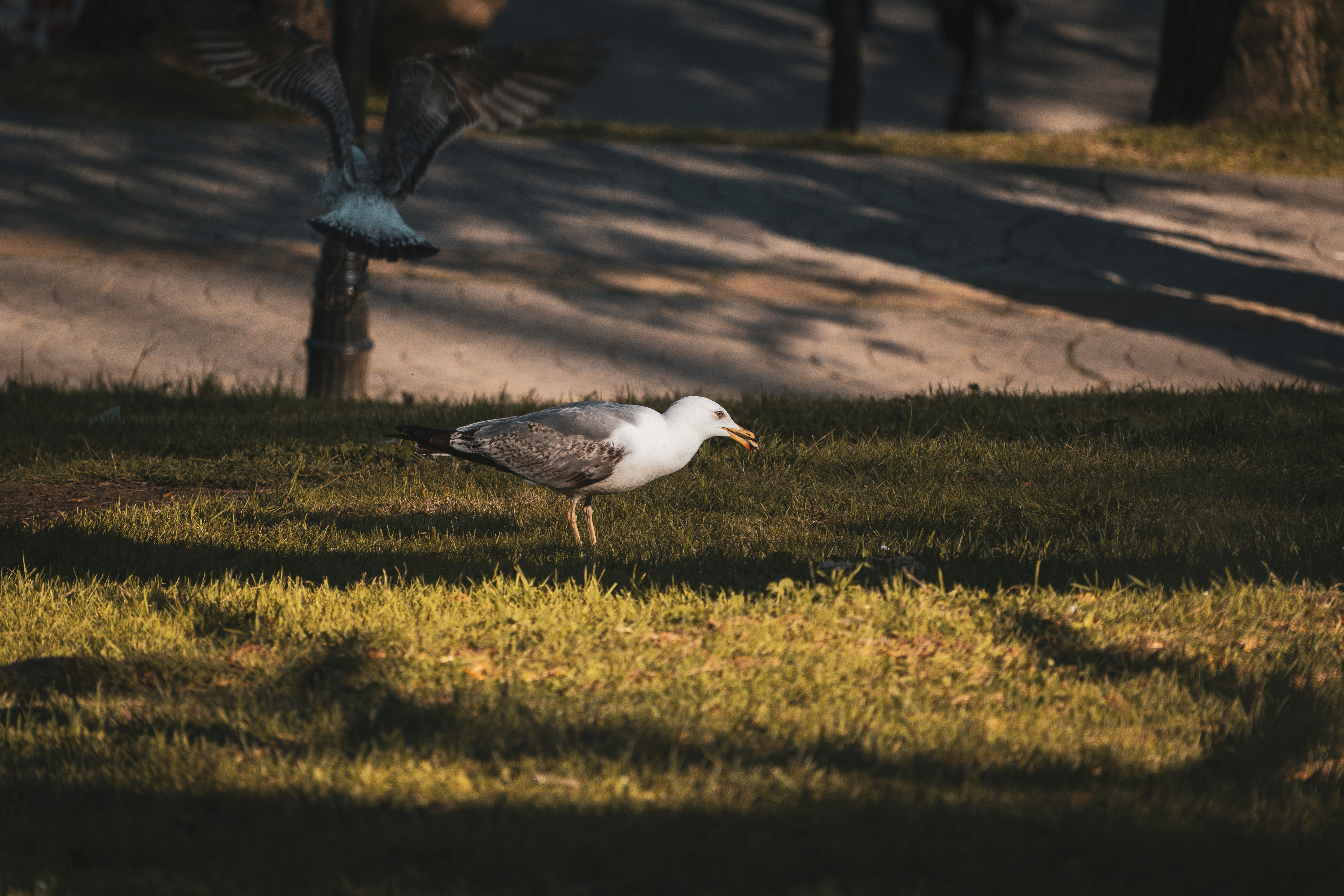 Seagull Predator in Dappled Park Light