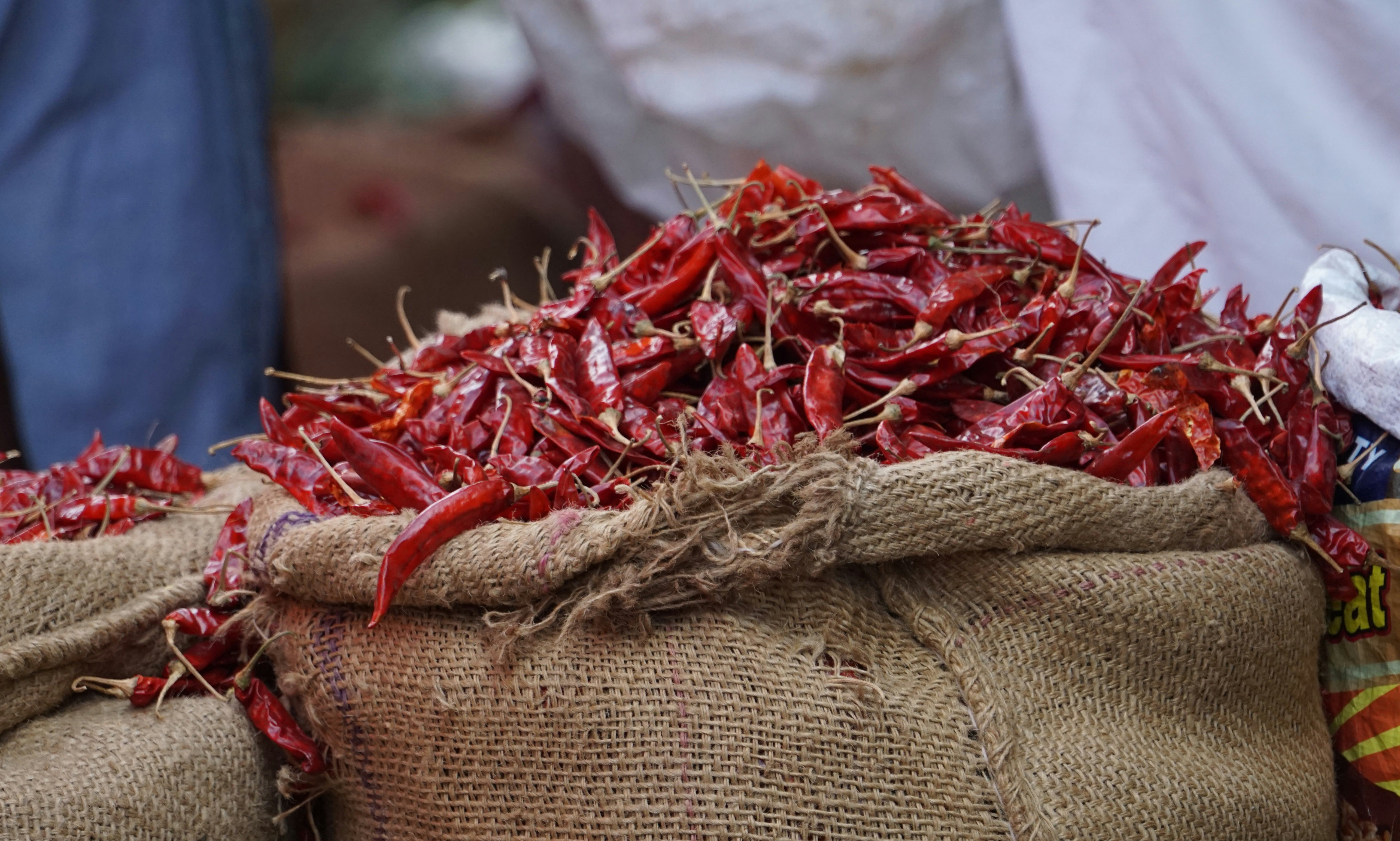 Pile of Red Chilies in Burlap Sack