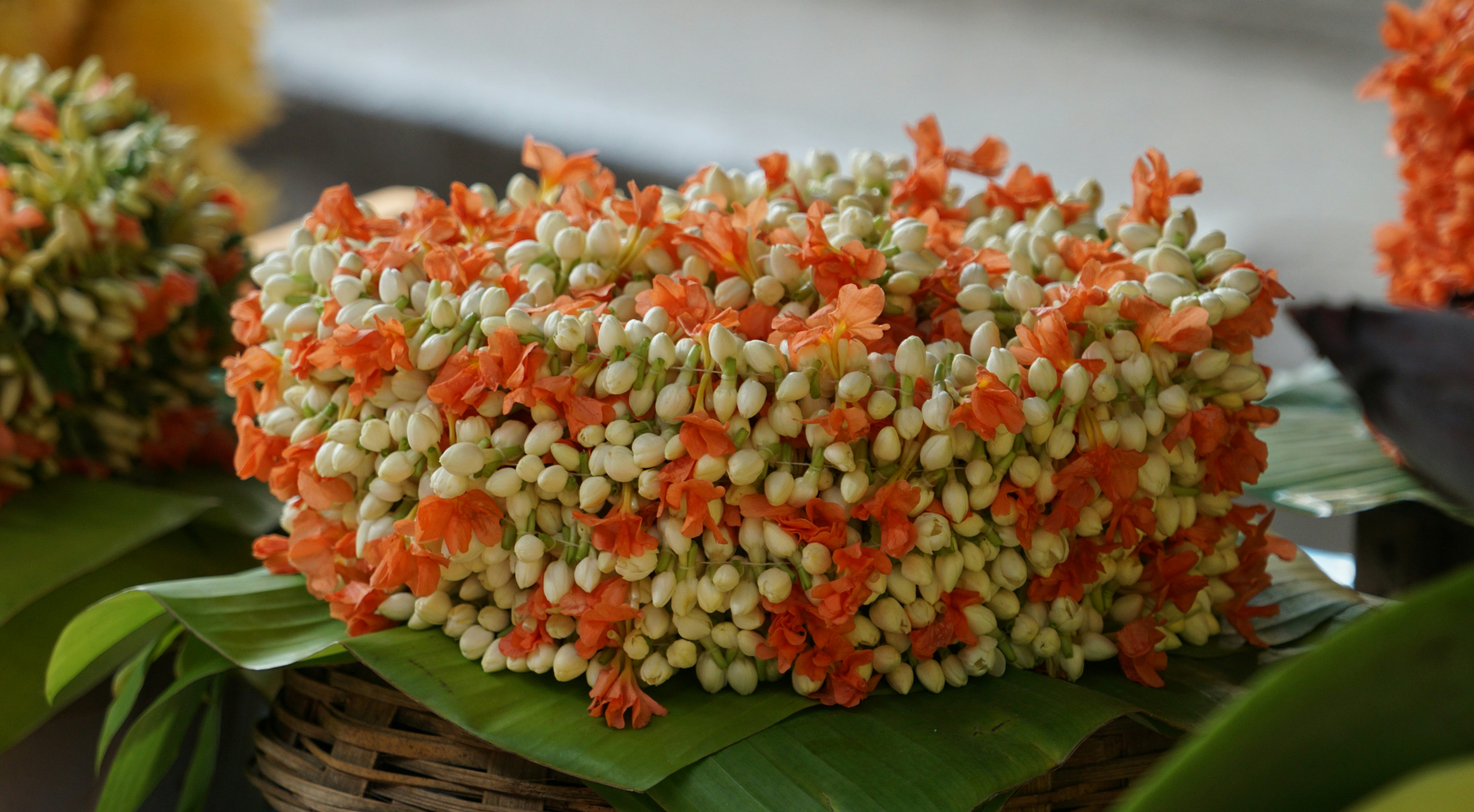 Bloomed Coral: Orange-White Jasmine Clusters in a Basket