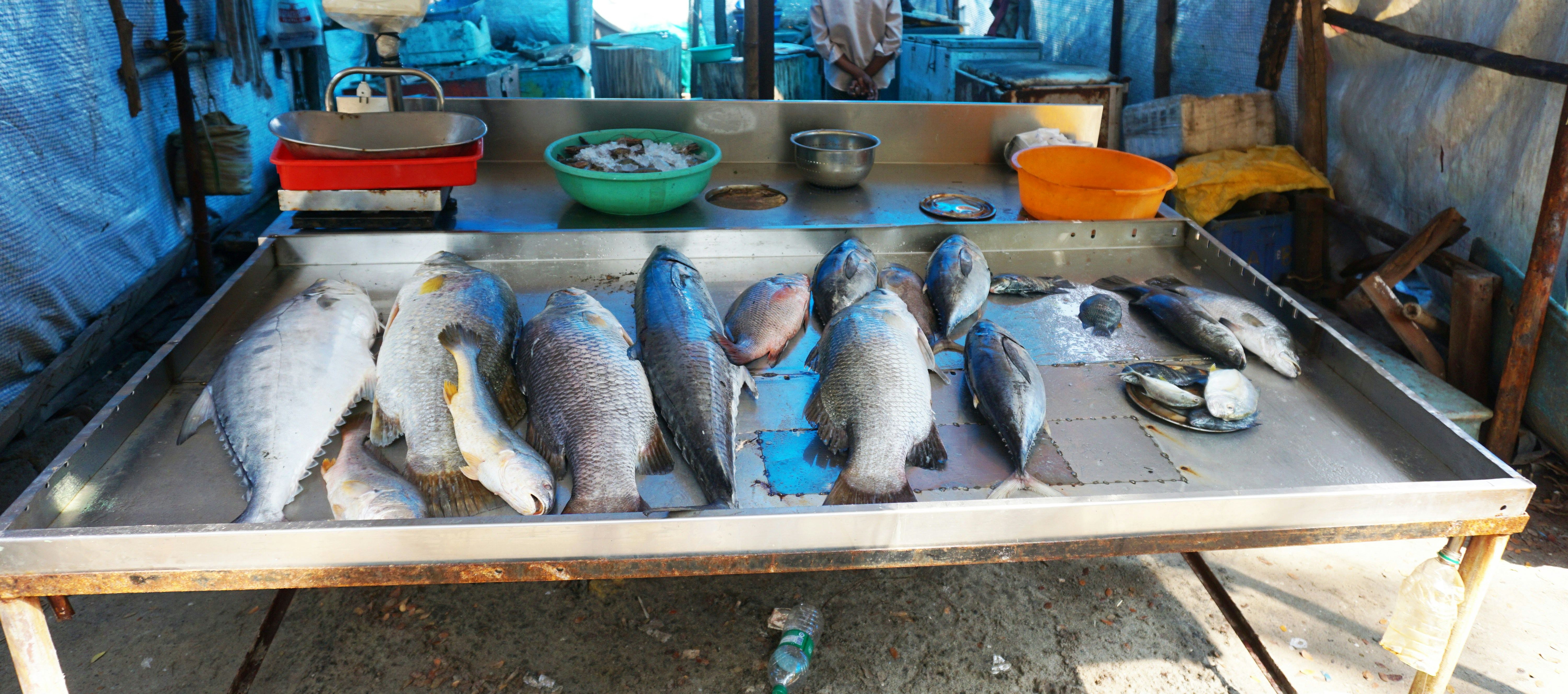 Row of Fresh Catch Resting on a Market Tray