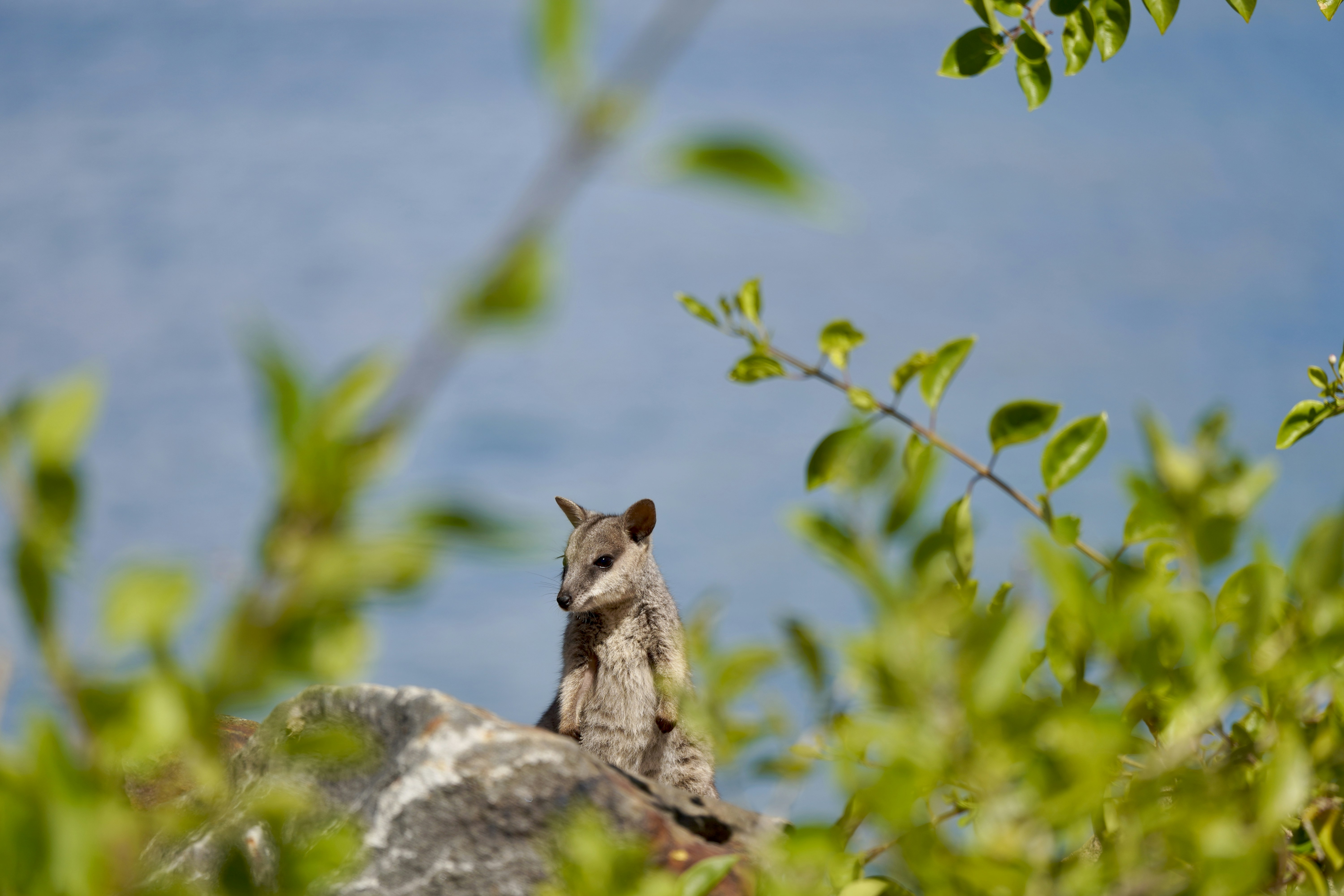 Up on a Rock: a lone pika surveying the lake