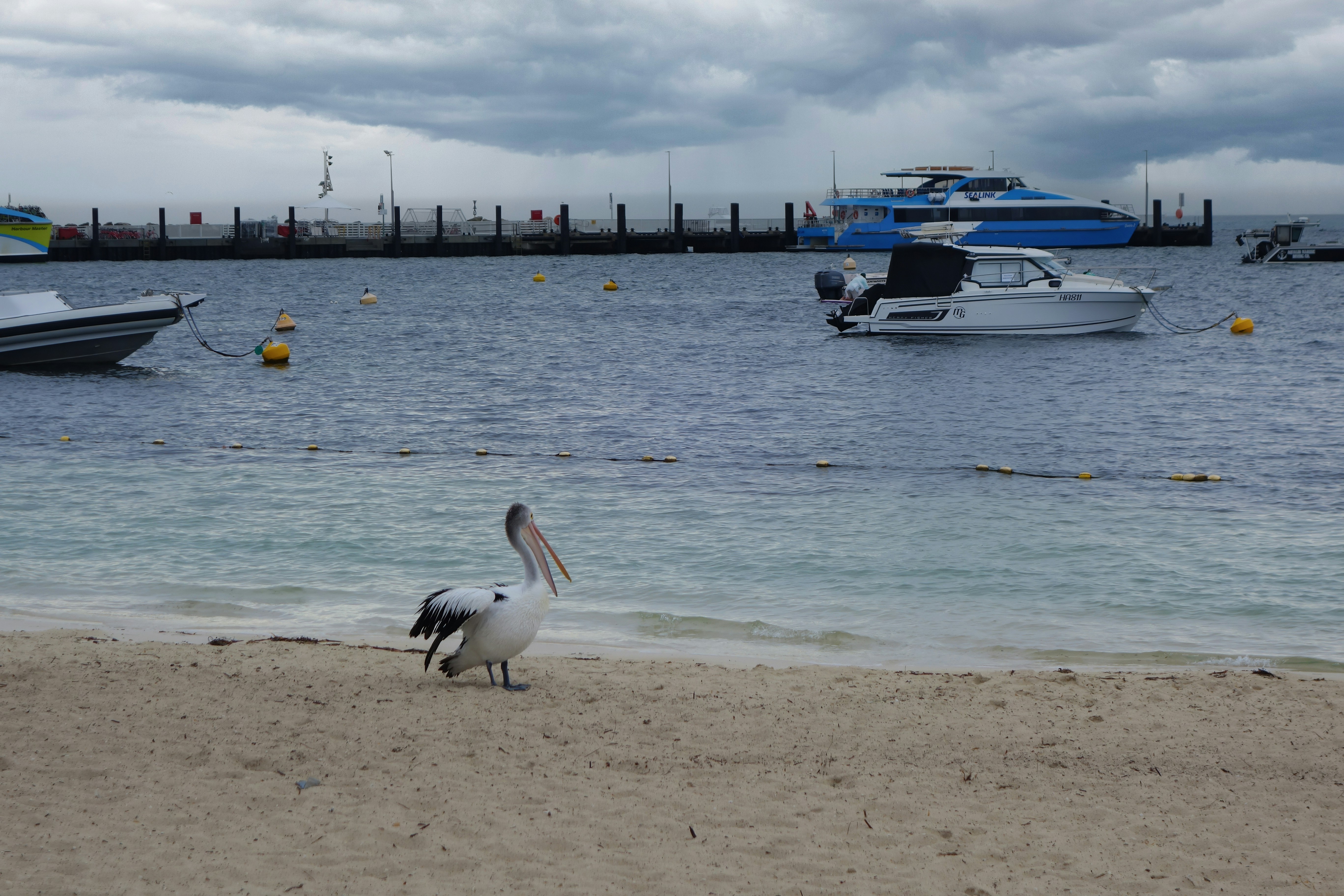 Pelican Stroll by the Shore as Boats Rest in a Quiet Marina