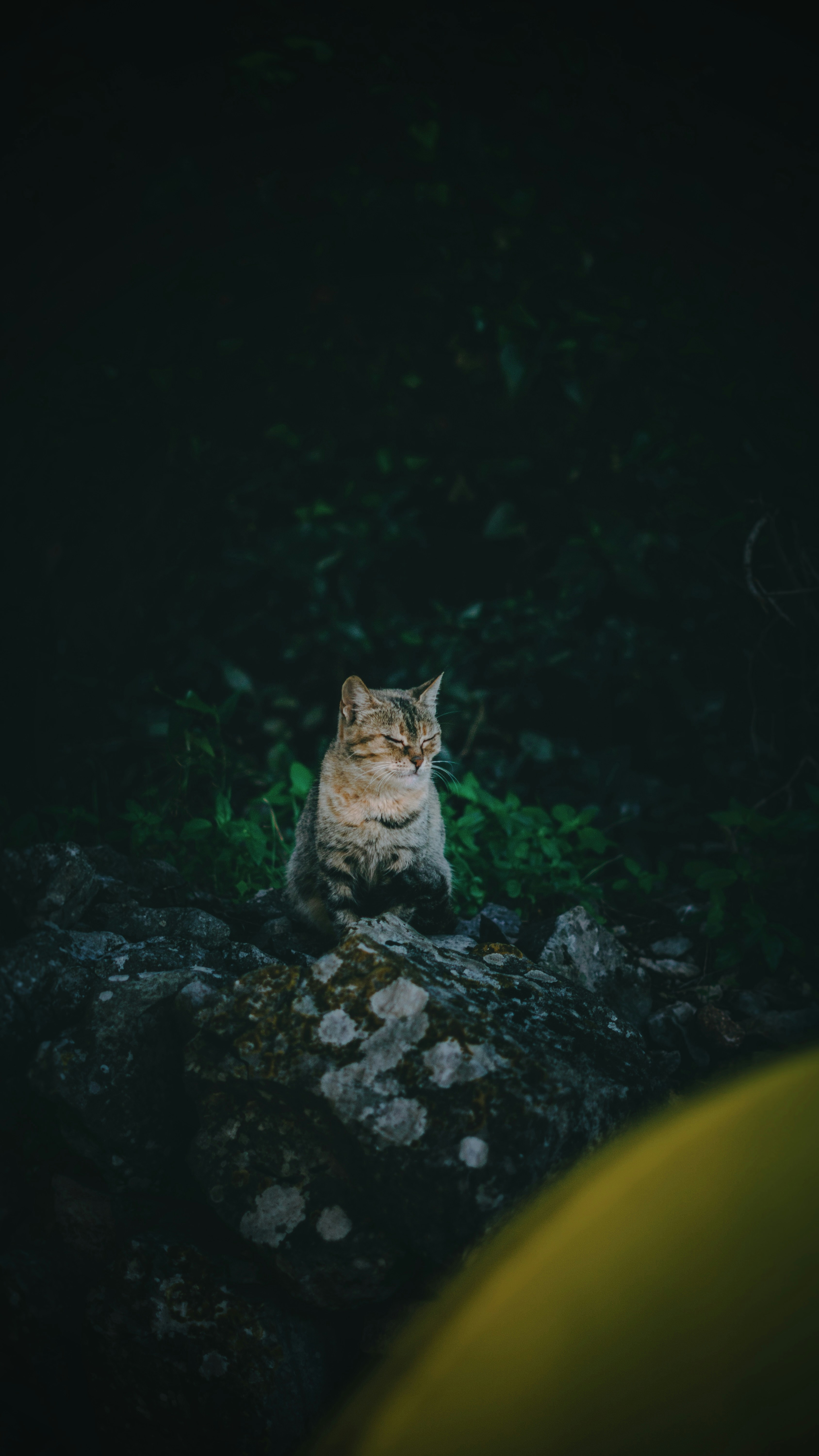 Cat on a Moonlit Crag