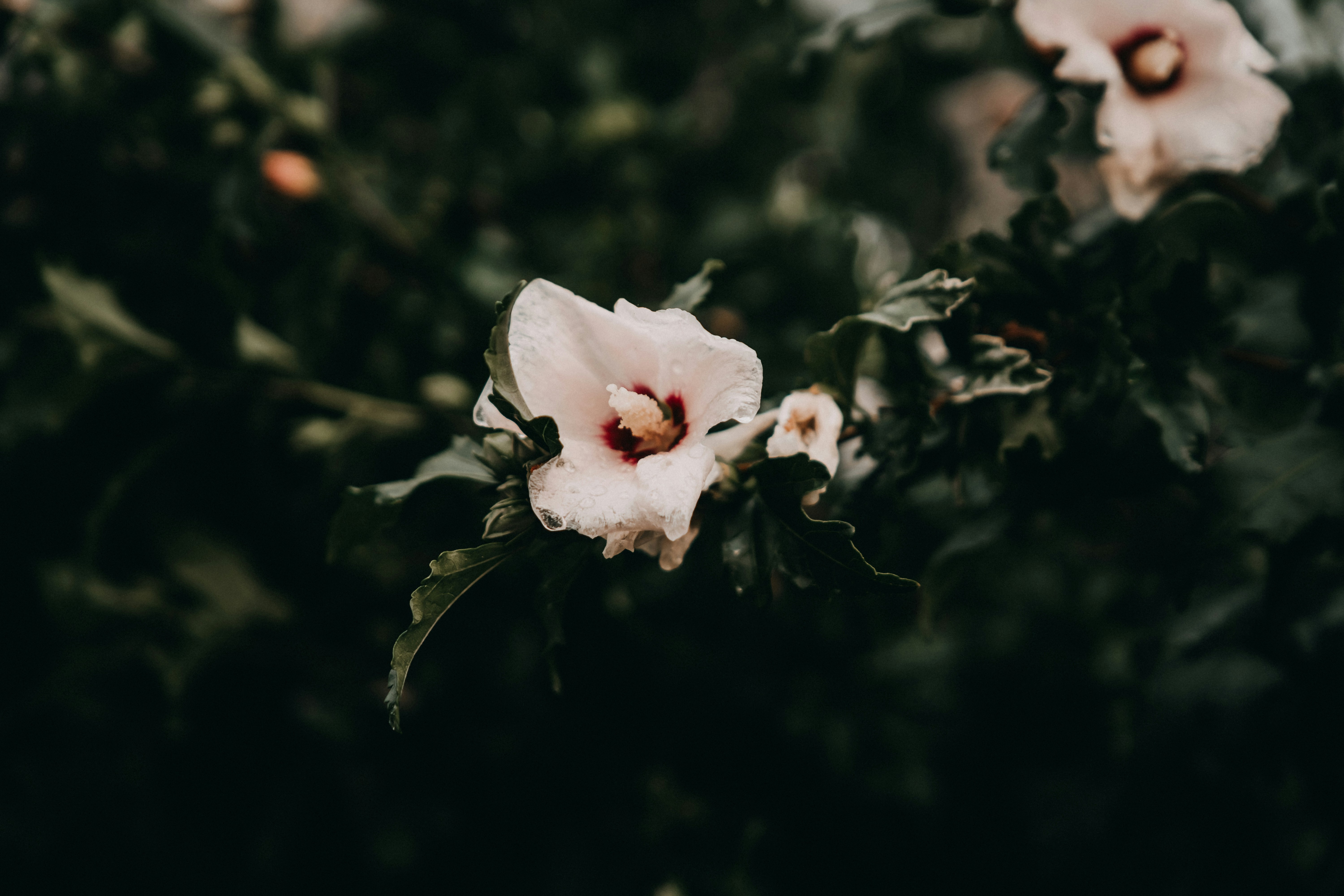 Whispering Bloom in shadowed Quiet