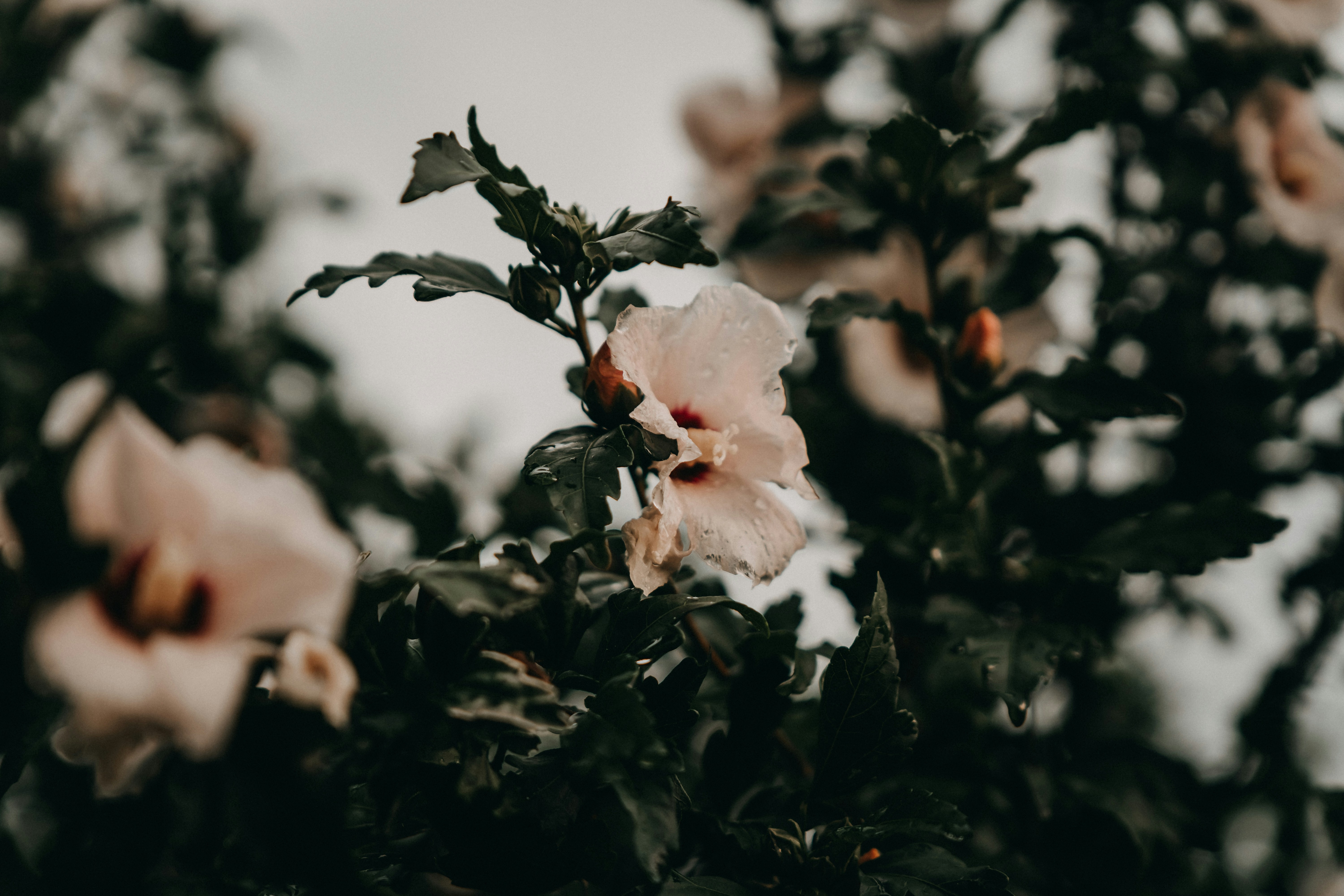 Light pink flowers blooming among dark green leaves.