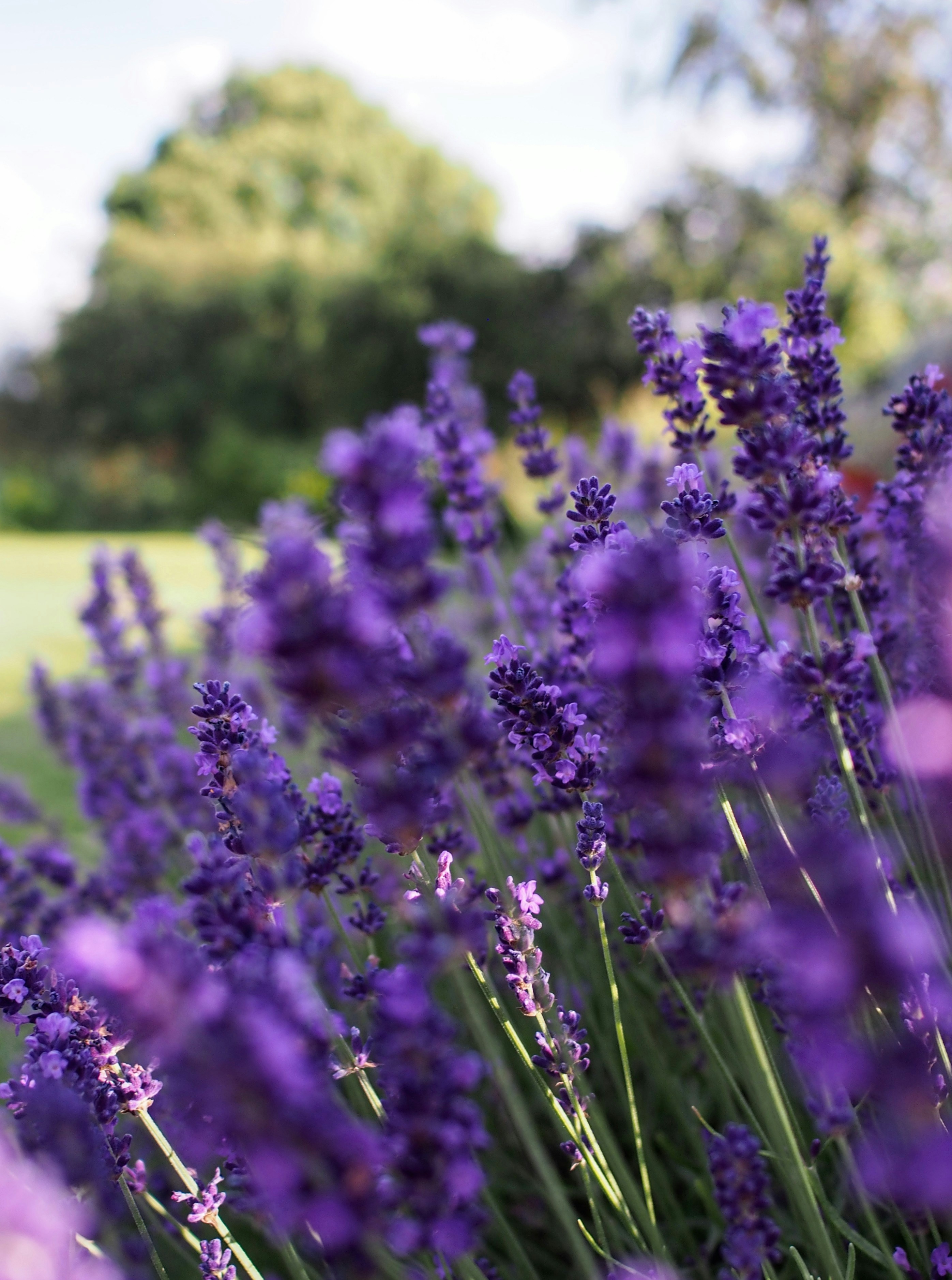 Close-up of purple lavender blooms in a sunlit garden, with a blurred green background and distant trees; a garden scene emphasizing color and texture.