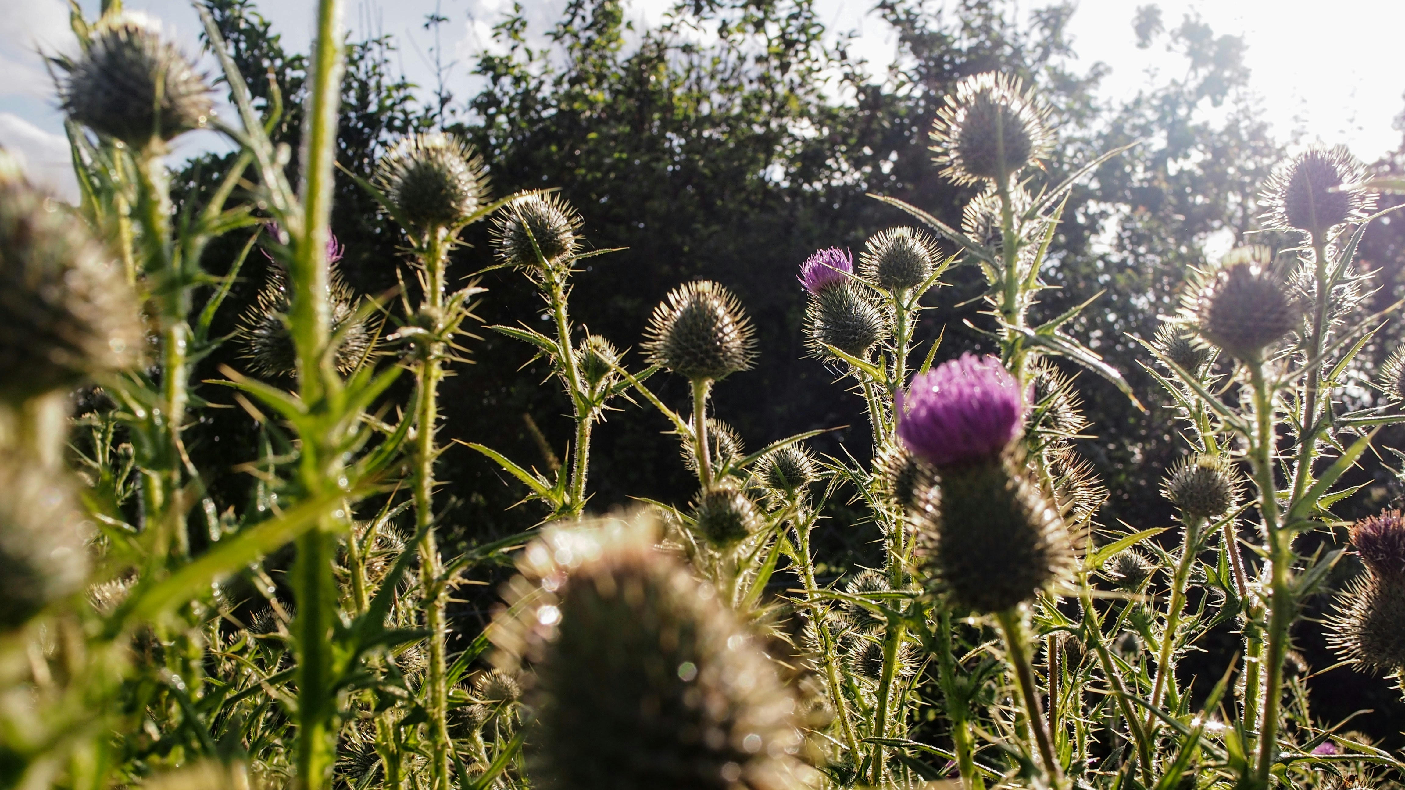 Sunlit Thistle Field: A Burst of Purple Amid Tall Green Spikes