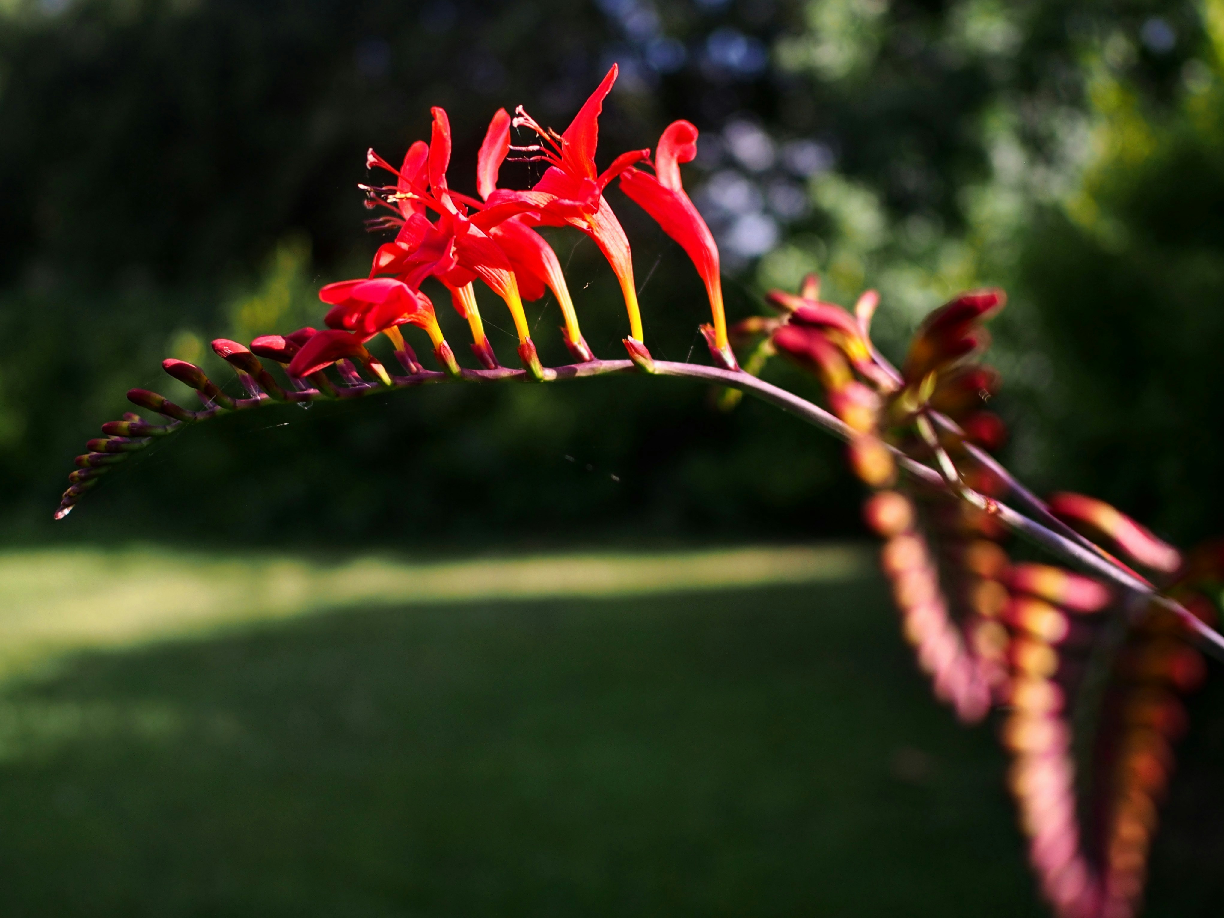 A striking macro shot of a vibrant red Crocosmia flower stem arching gracefully against a dark, moody background. The high-contrast composition emphasizes the bold graphical line of the stem and the fiery orange and red petals.
