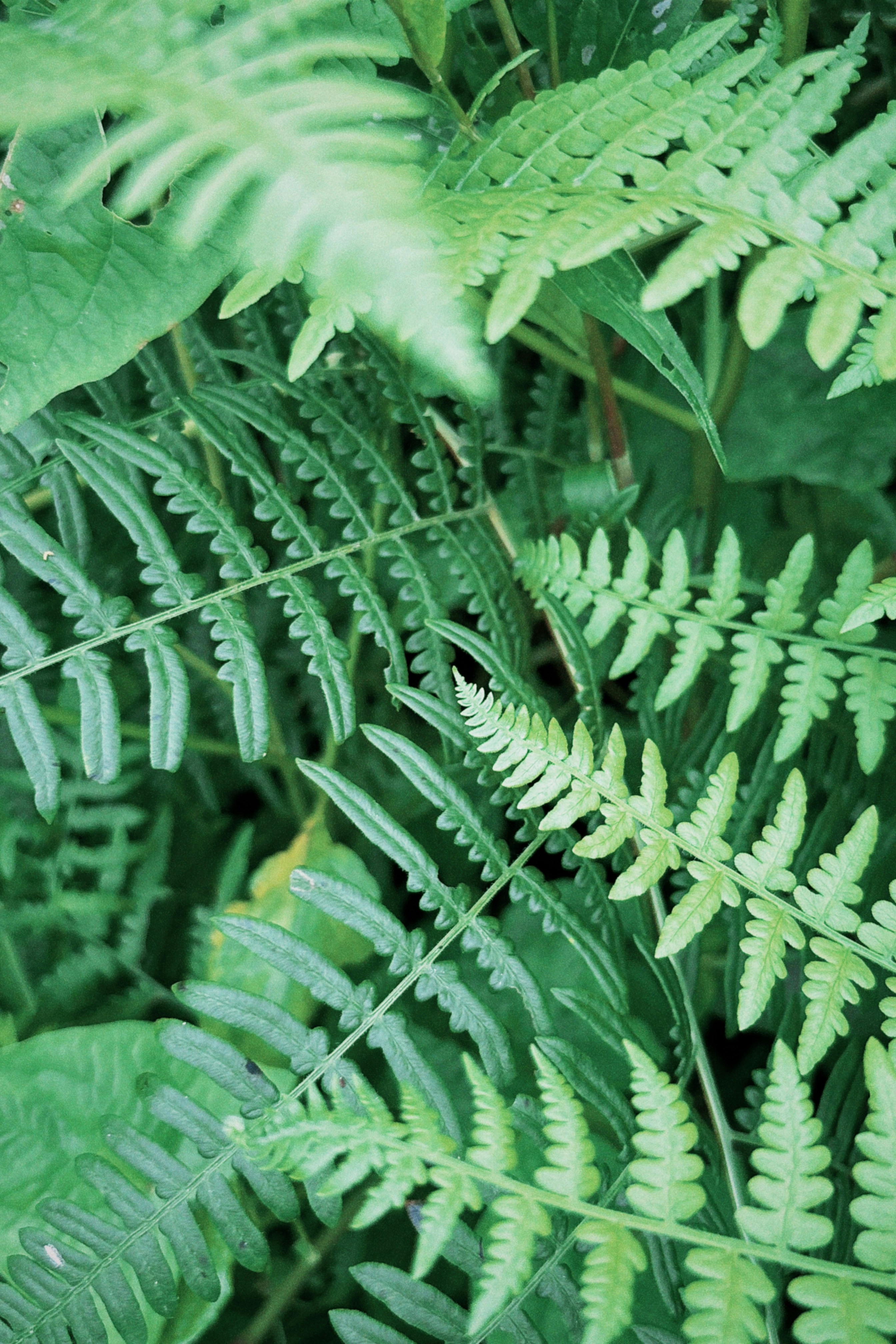Close-up of intertwined fern fronds with vibrant green tones, showcasing delicate leaflets and natural texture in dense foliage.