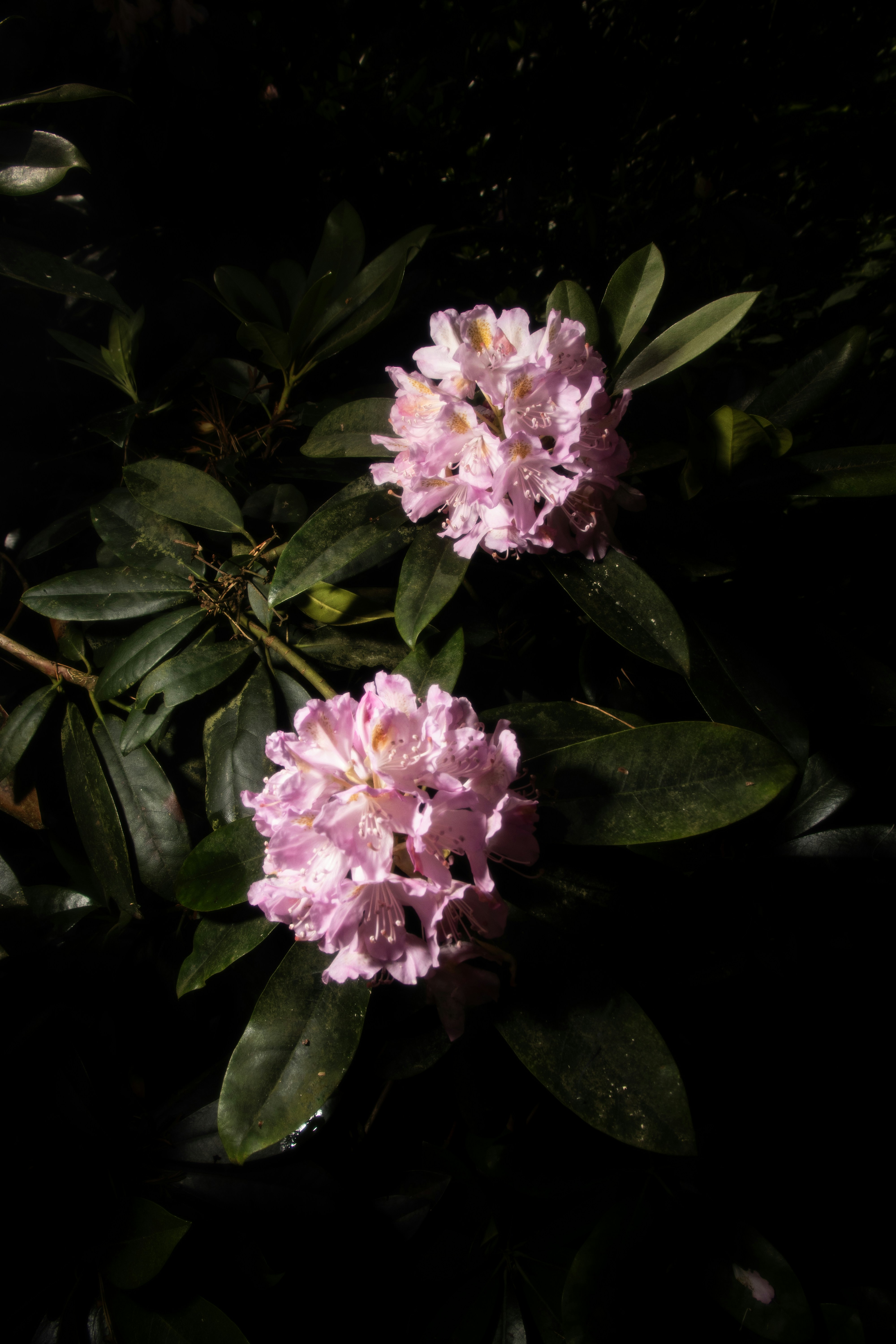 Soft Pink Blooms in a Shadowed Garden