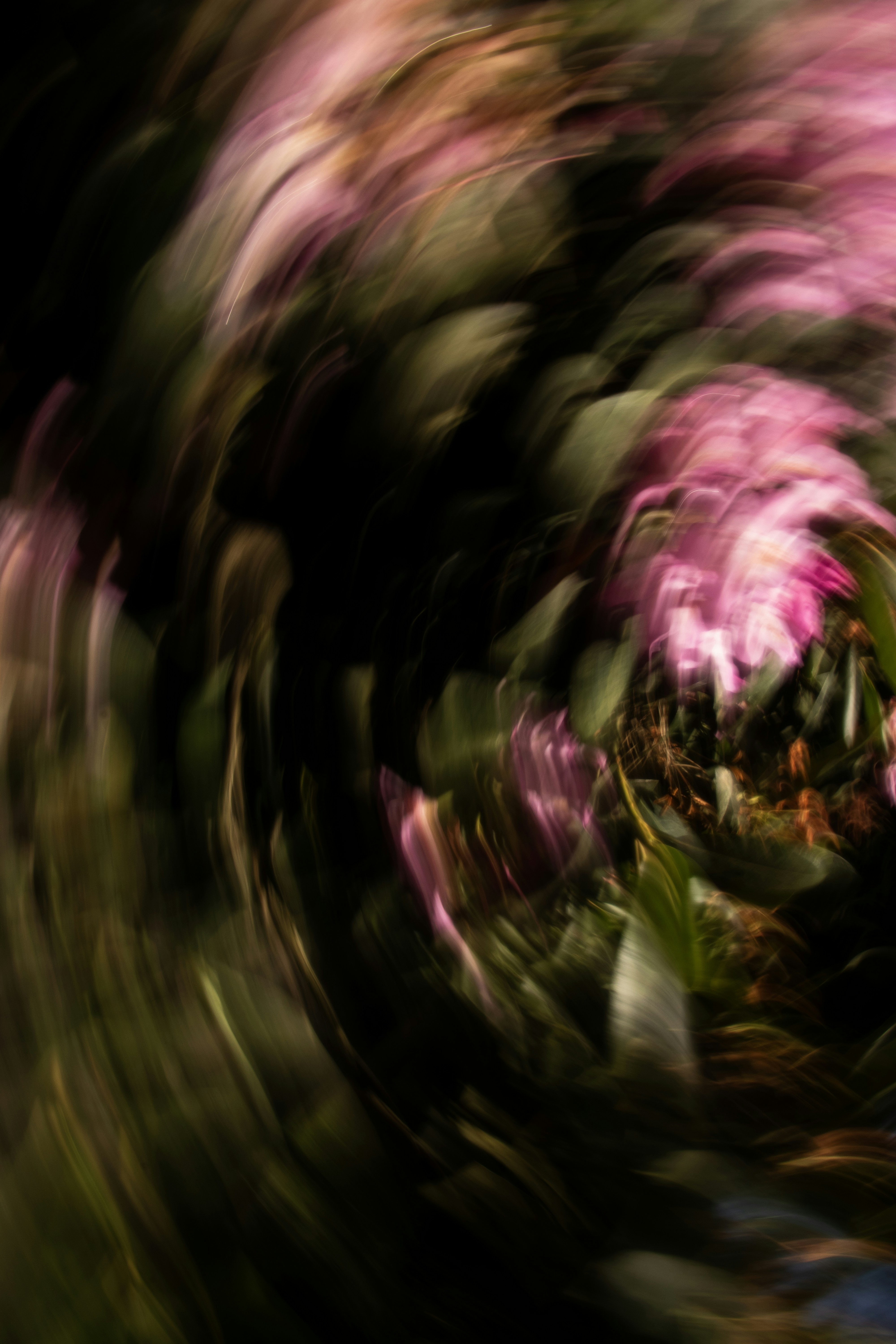 Whirlpool of Petals: a Dreamy Bloom in Motion