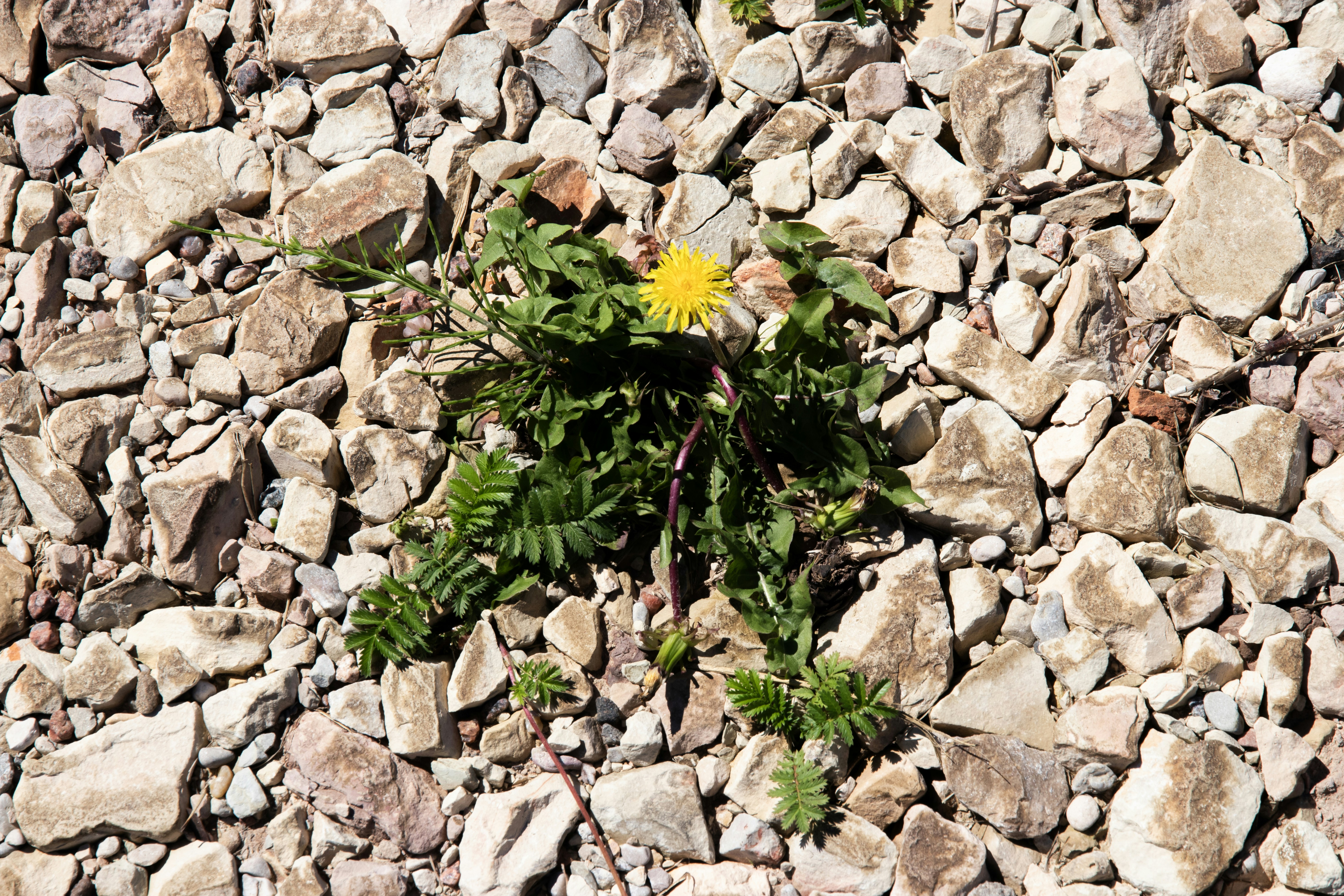 Sunlit Dandelion Amid Pebbles