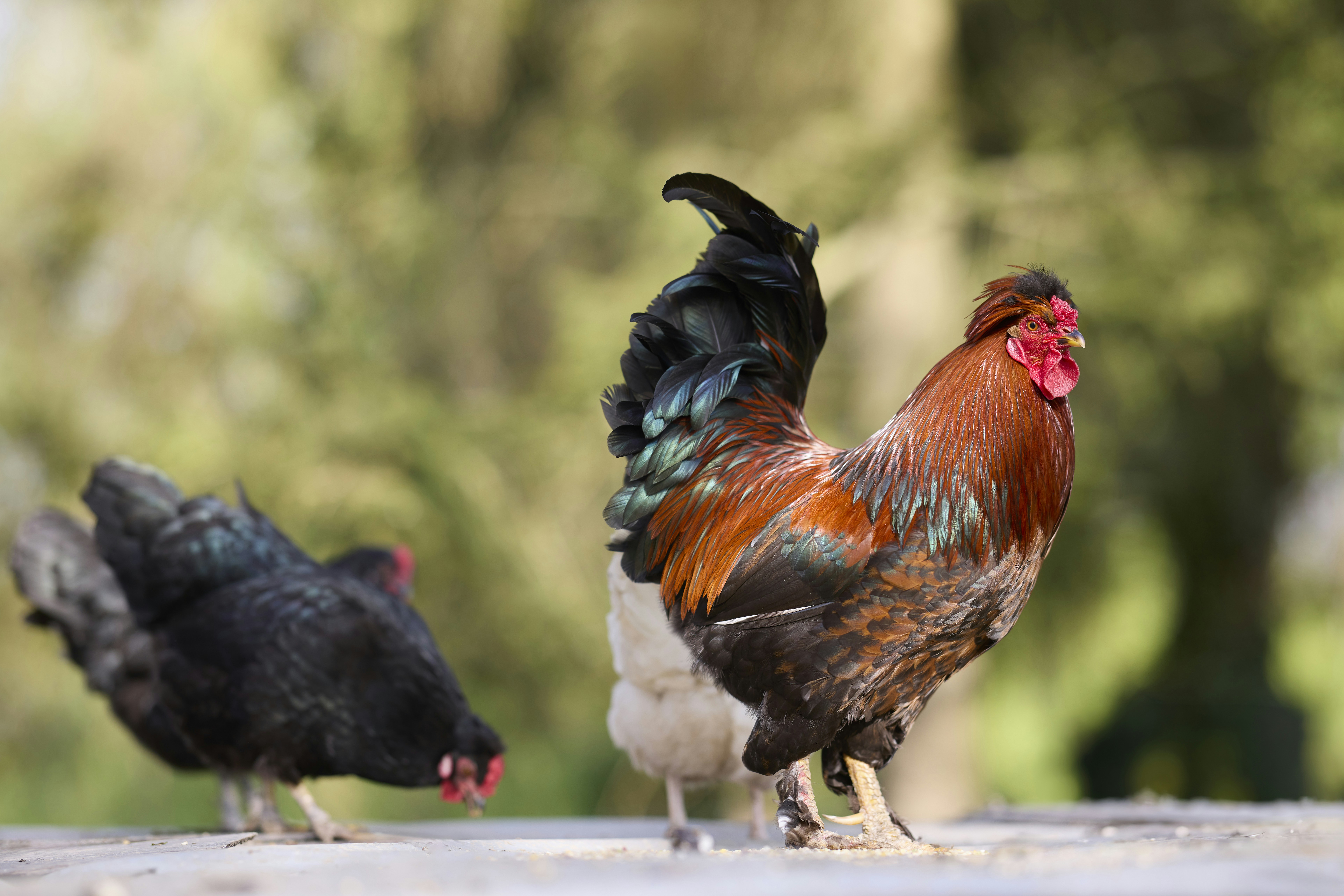 Rooster in Focus: The Strut at Dawn