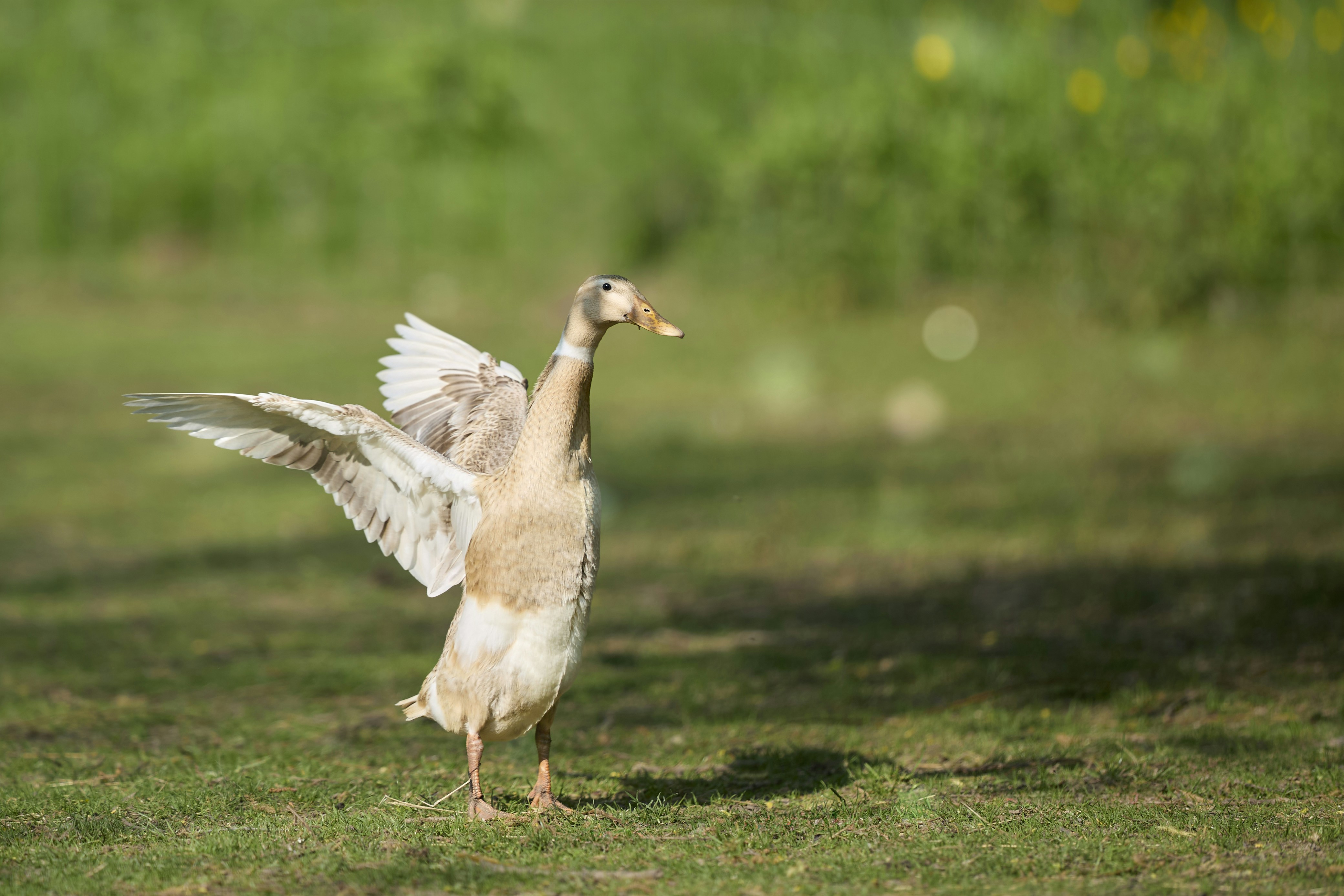 Winged Stop on the Grass: A Duck in Mid-Stride