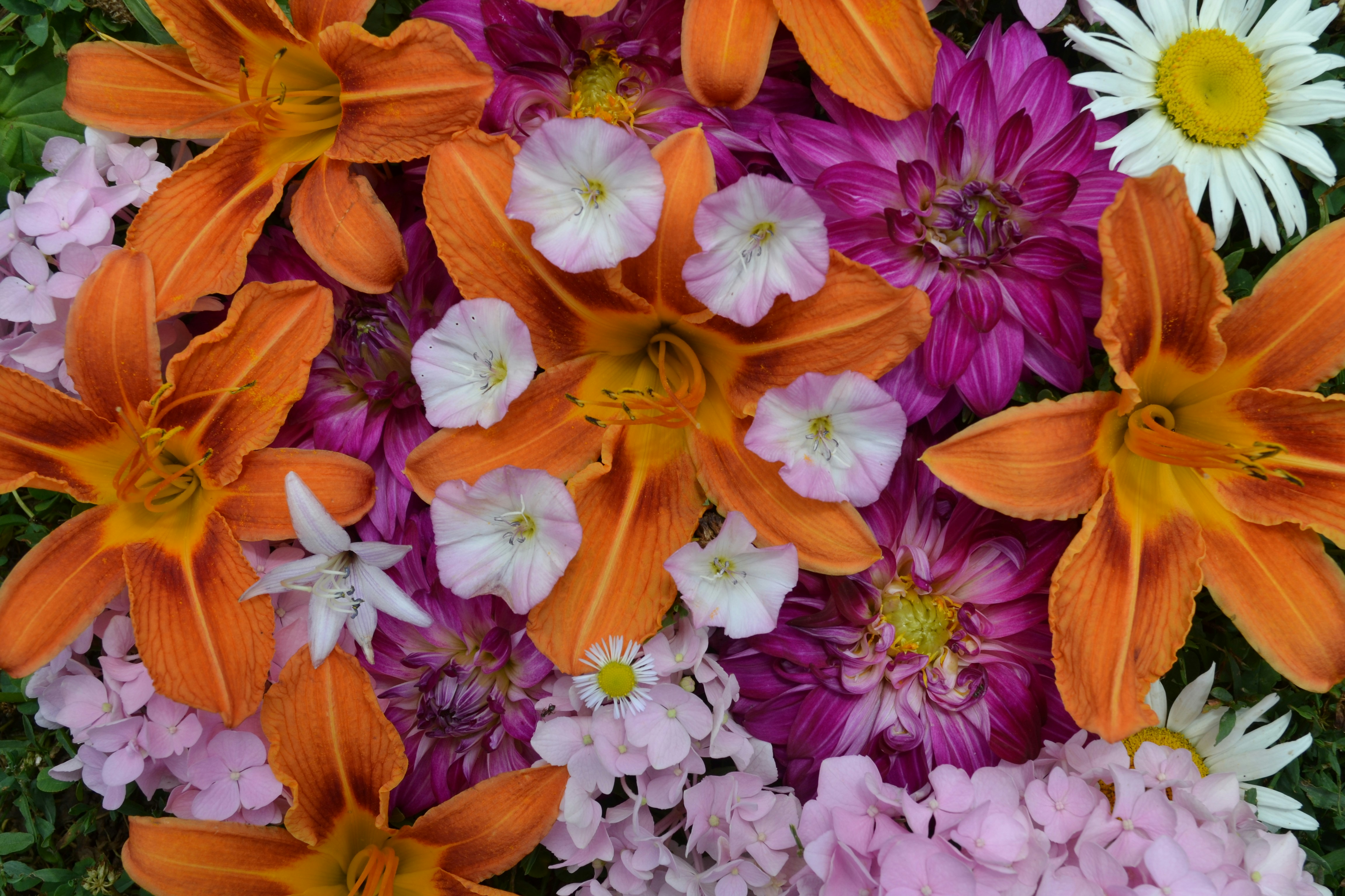Sunlit Tapestry: A Burst of Orange Lilies and Daisies