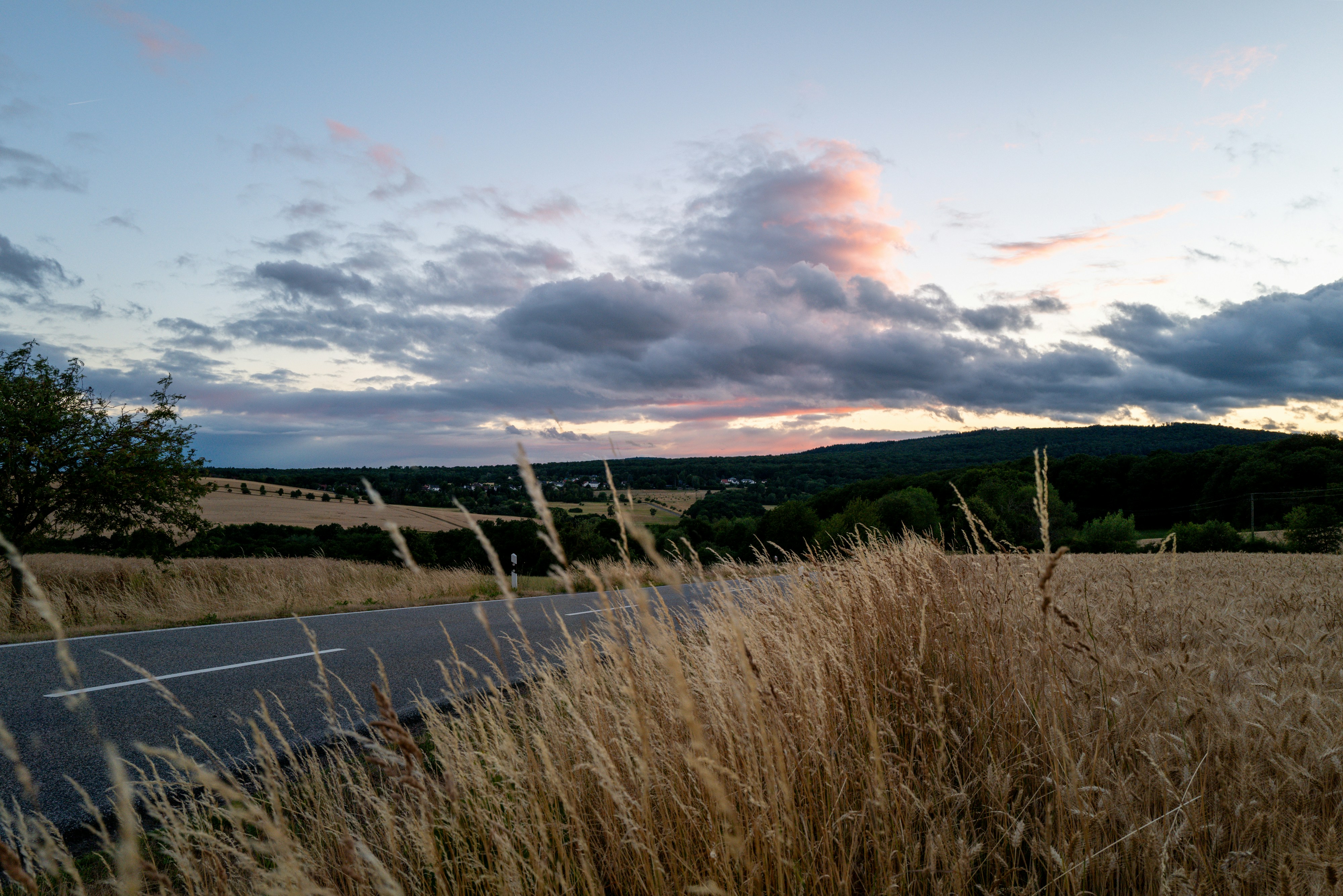 Golden Field Edge at Dusk