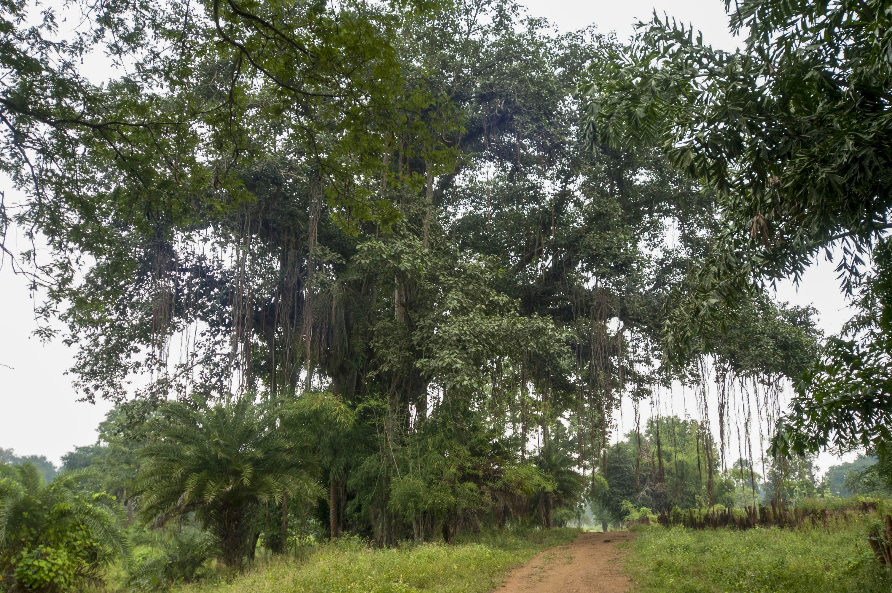 Pathway to a Canopy: A Quiet Road Through Tall Trees