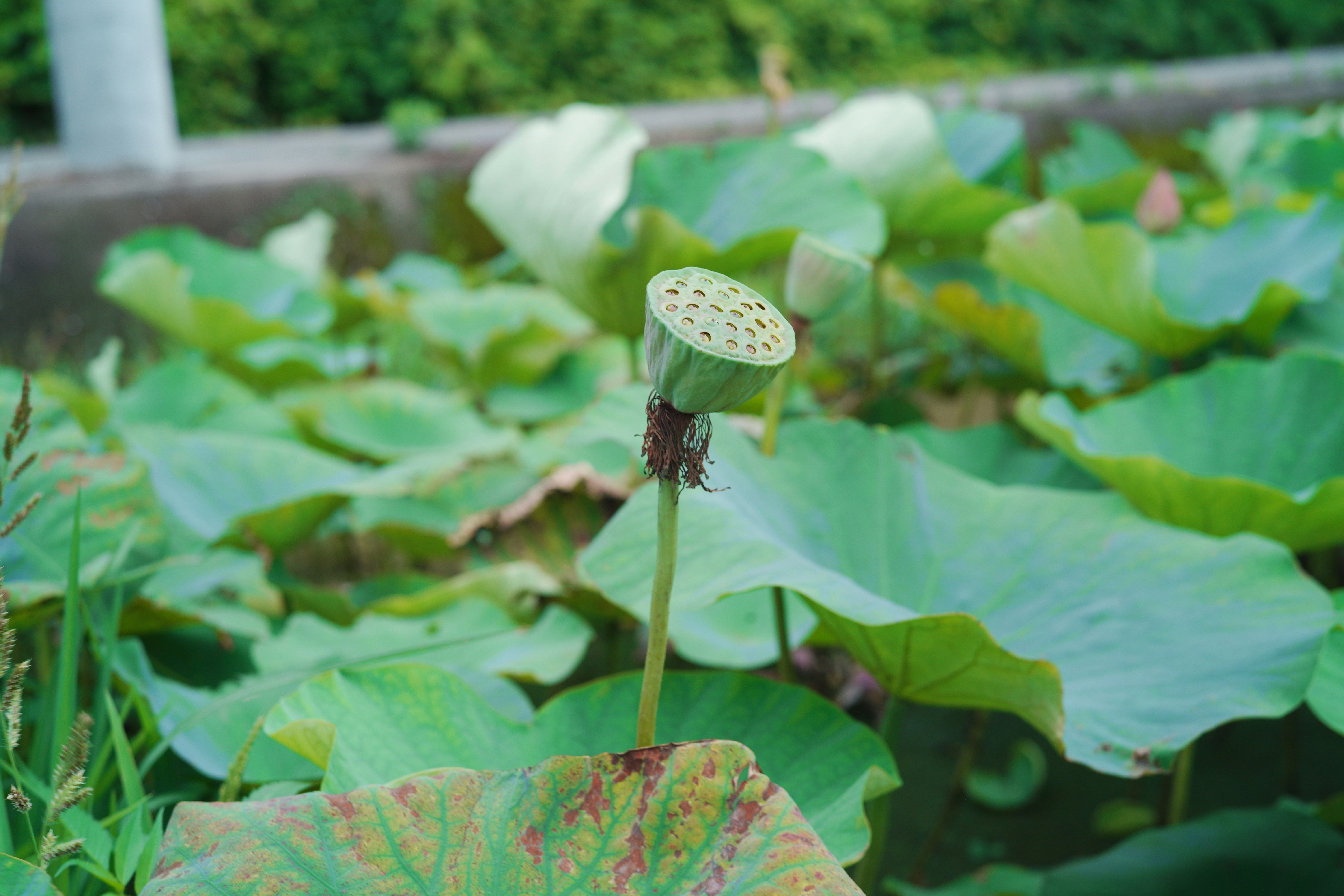 Seedpod rising above lotus leaves in a pond setting, with soft natural light and a shallow depth of field. This image is a botanical macro-like scene.