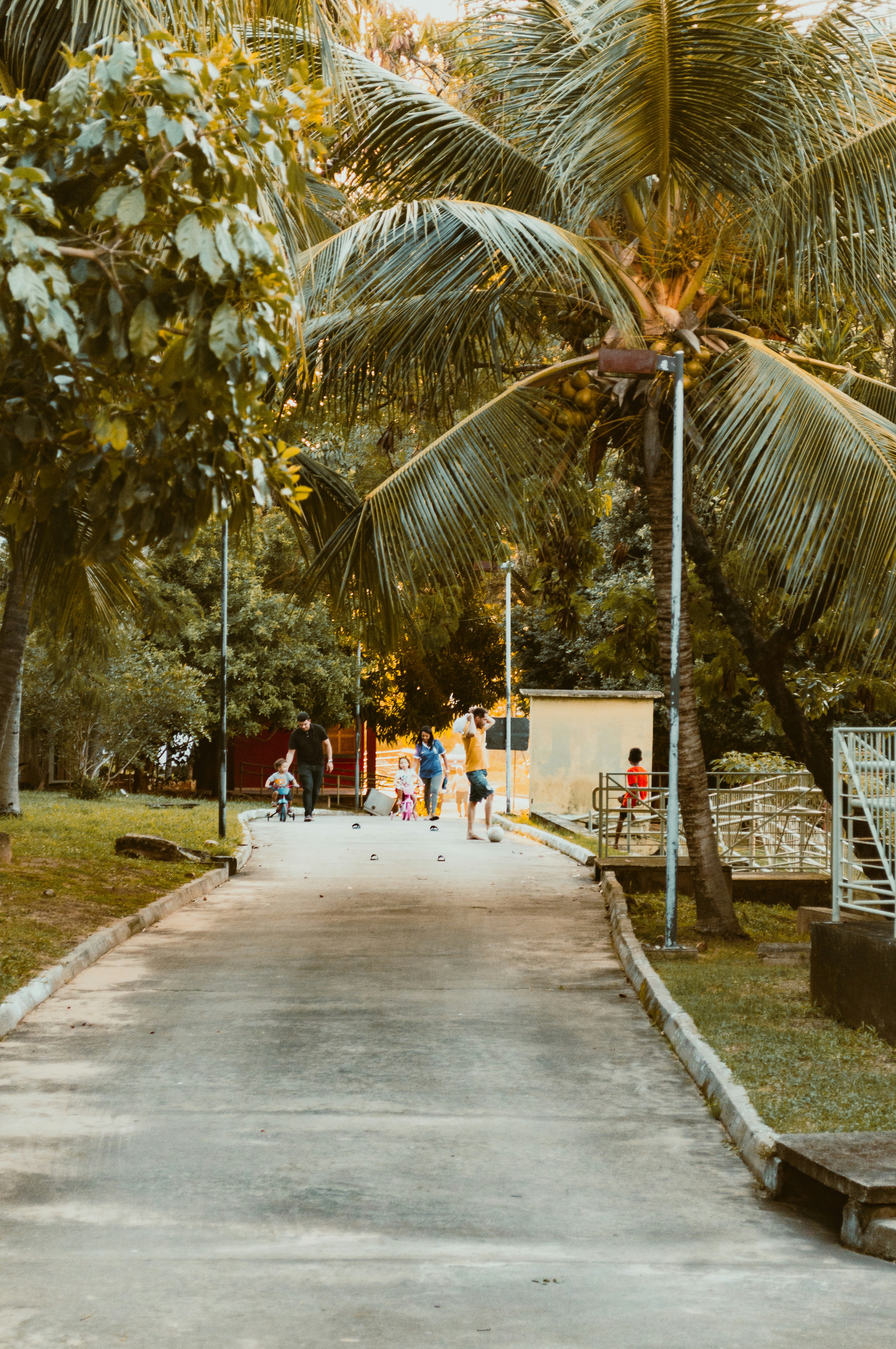 Palm-Shaded Path: Evening Stroll Through a Quiet Park