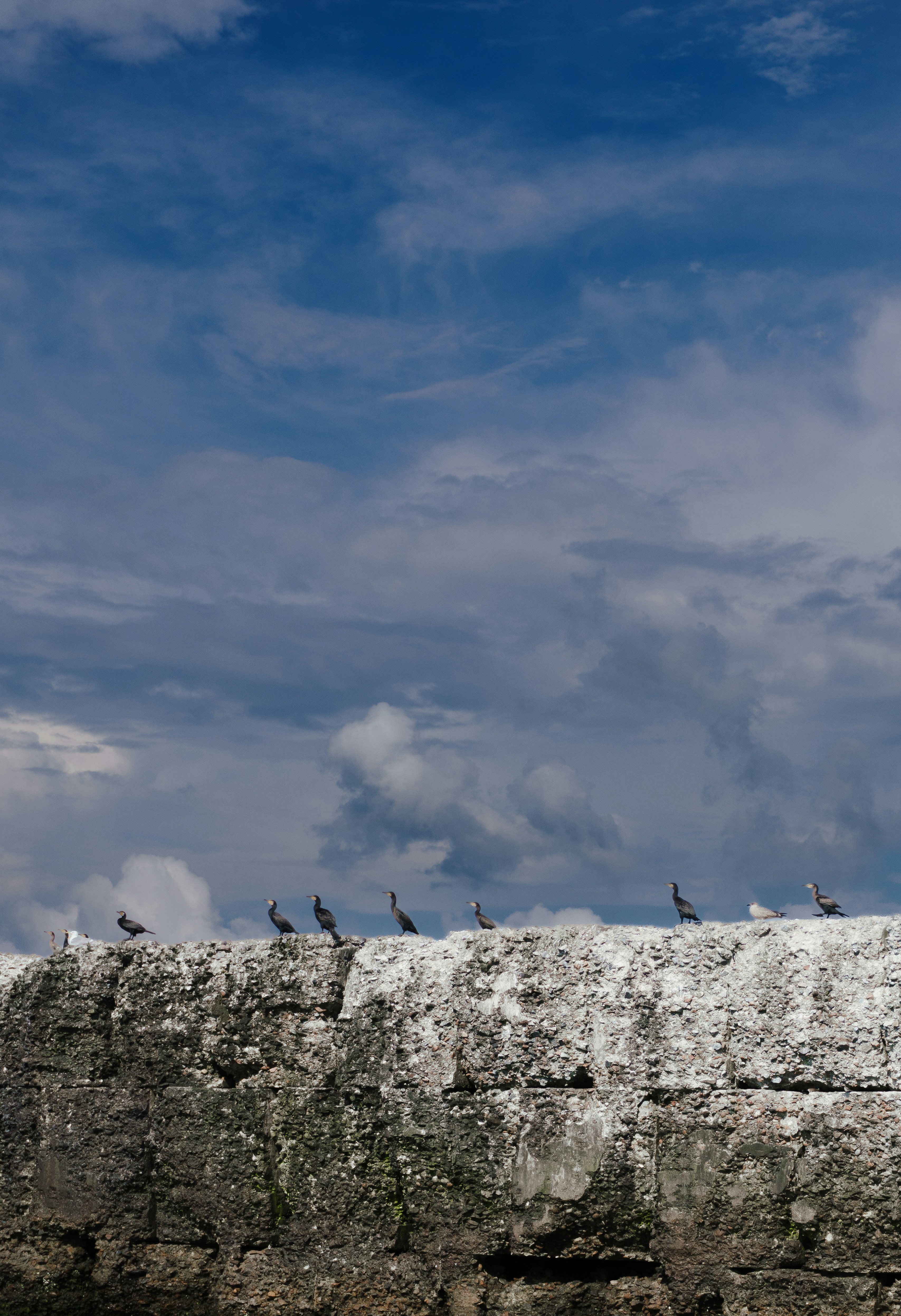 Colony of great cormorants resting on rocks