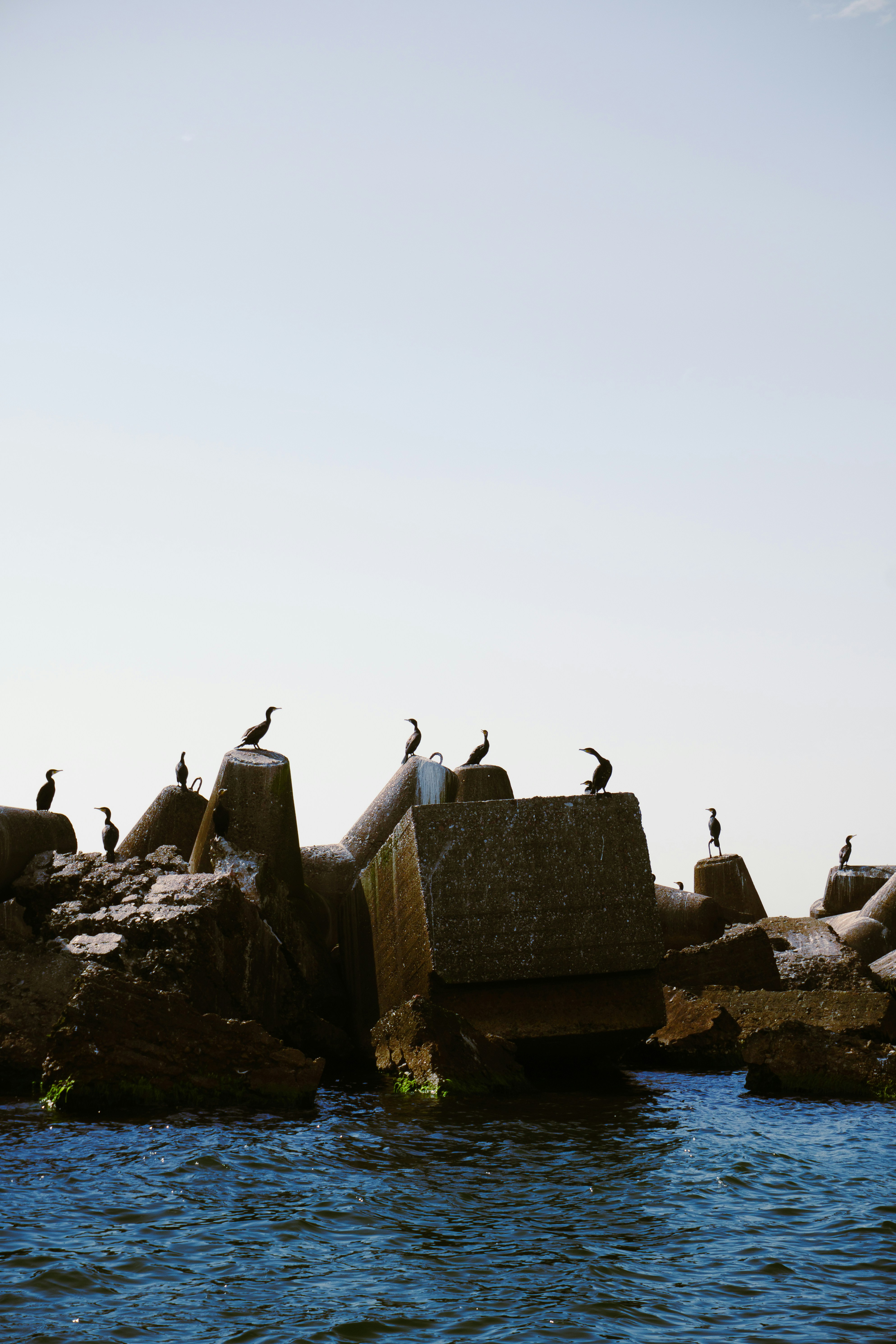Harbor Sentinels: Birds Perched on Weathered Breakwaters