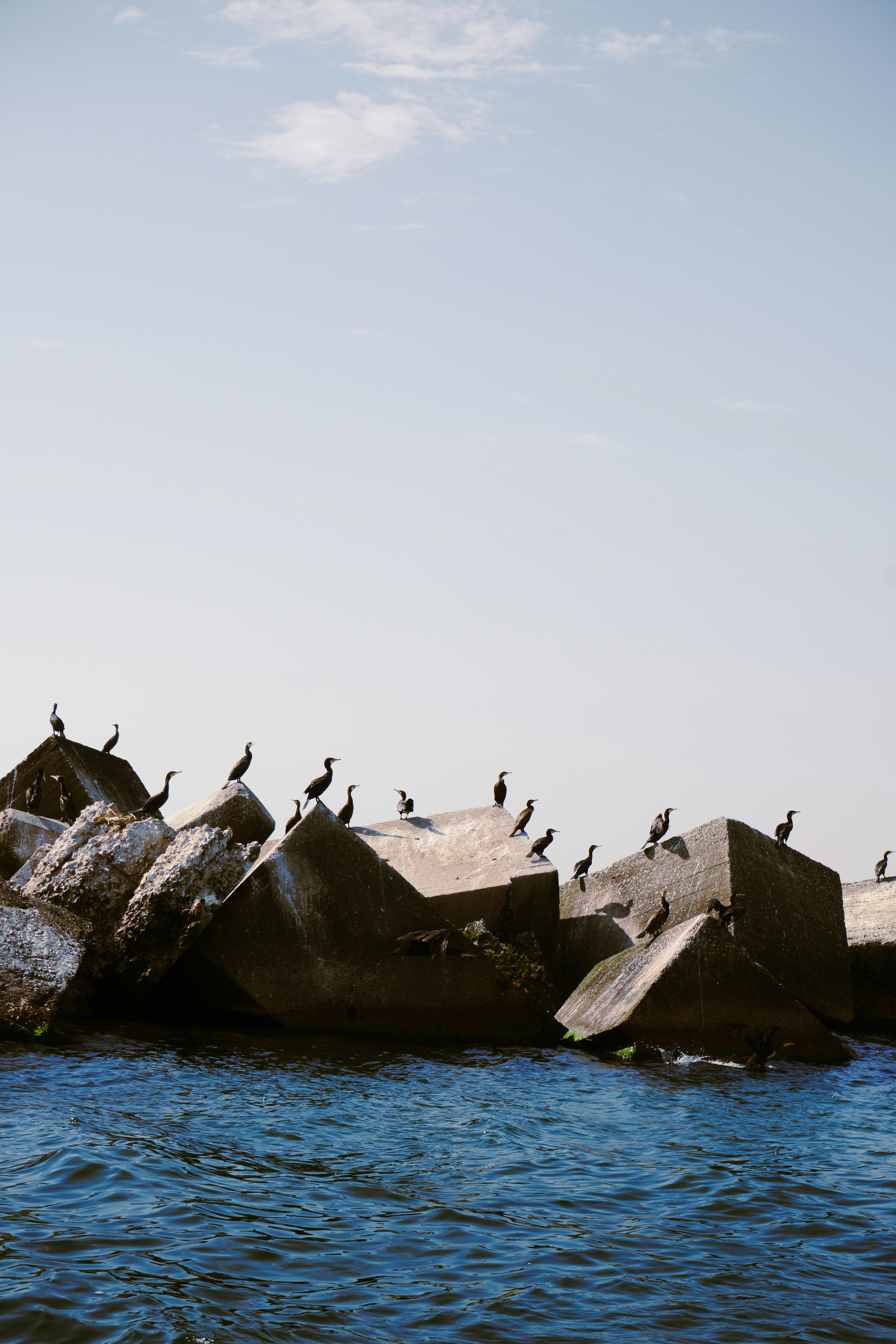 Birds on the Breakwater: a quiet line of roosting silhouettes against open water