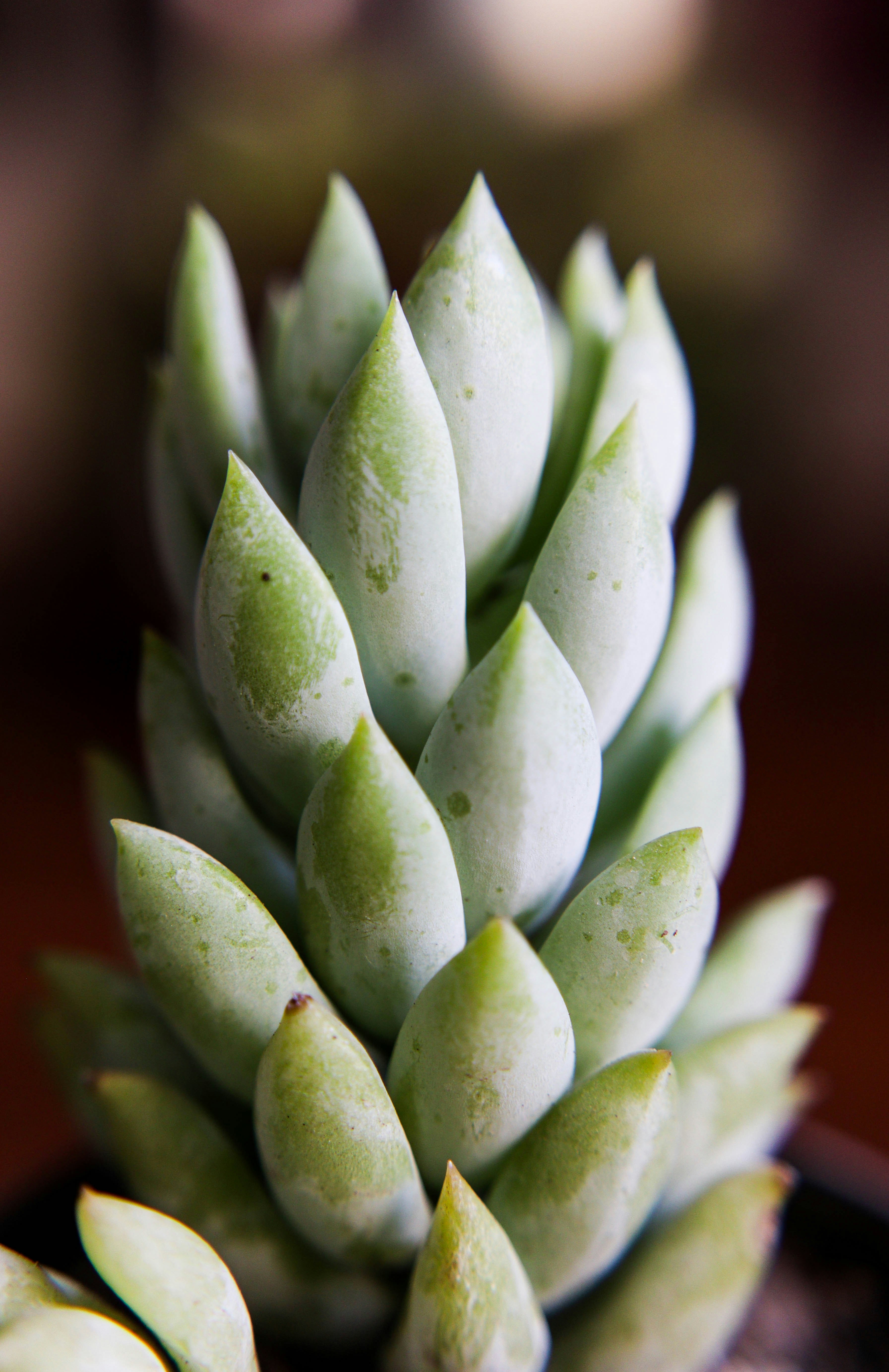 Emerald Spires: A Close-Up of a Succulent's Rosette Ascend