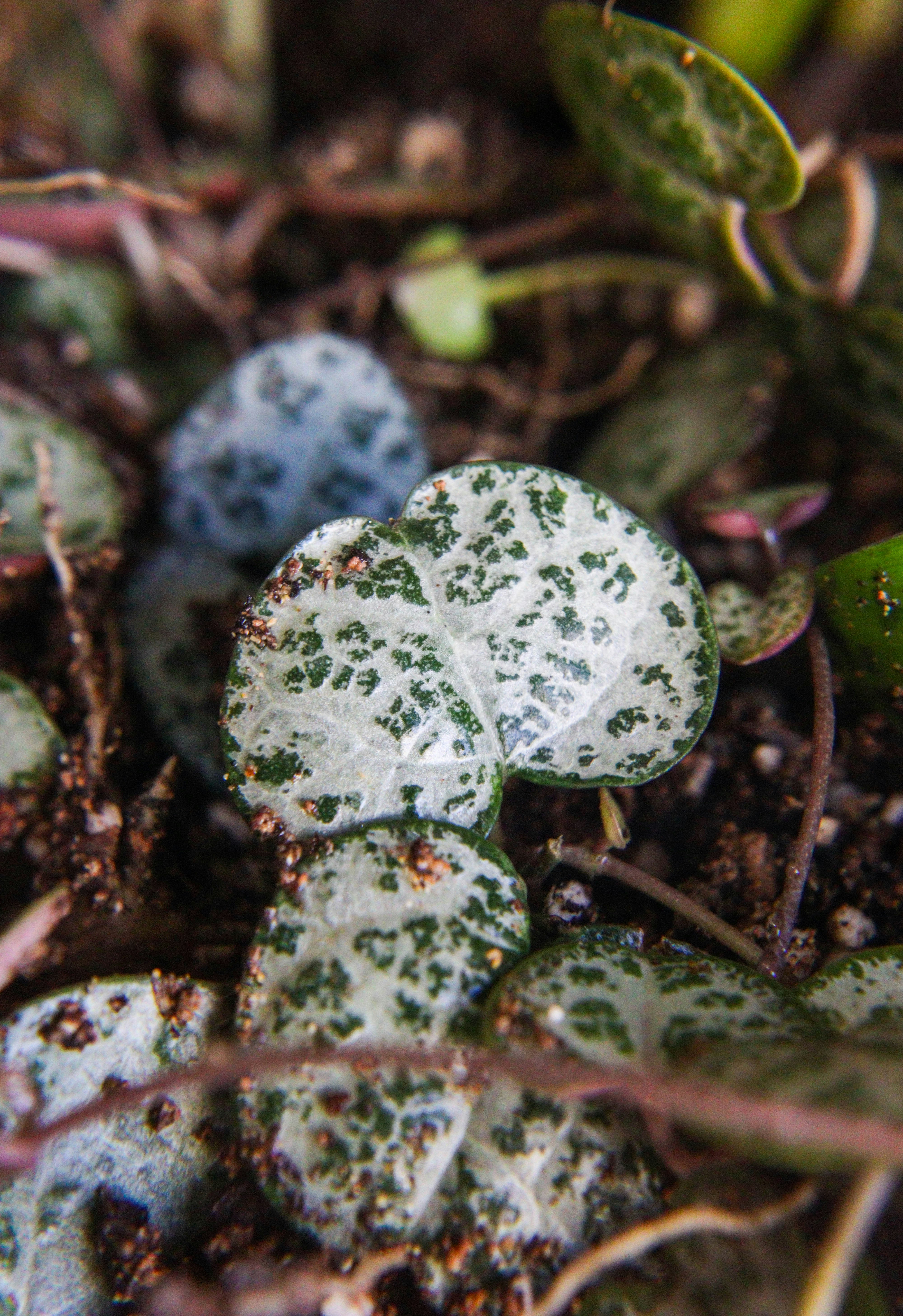 Frosted Leaves in Soil Crevices