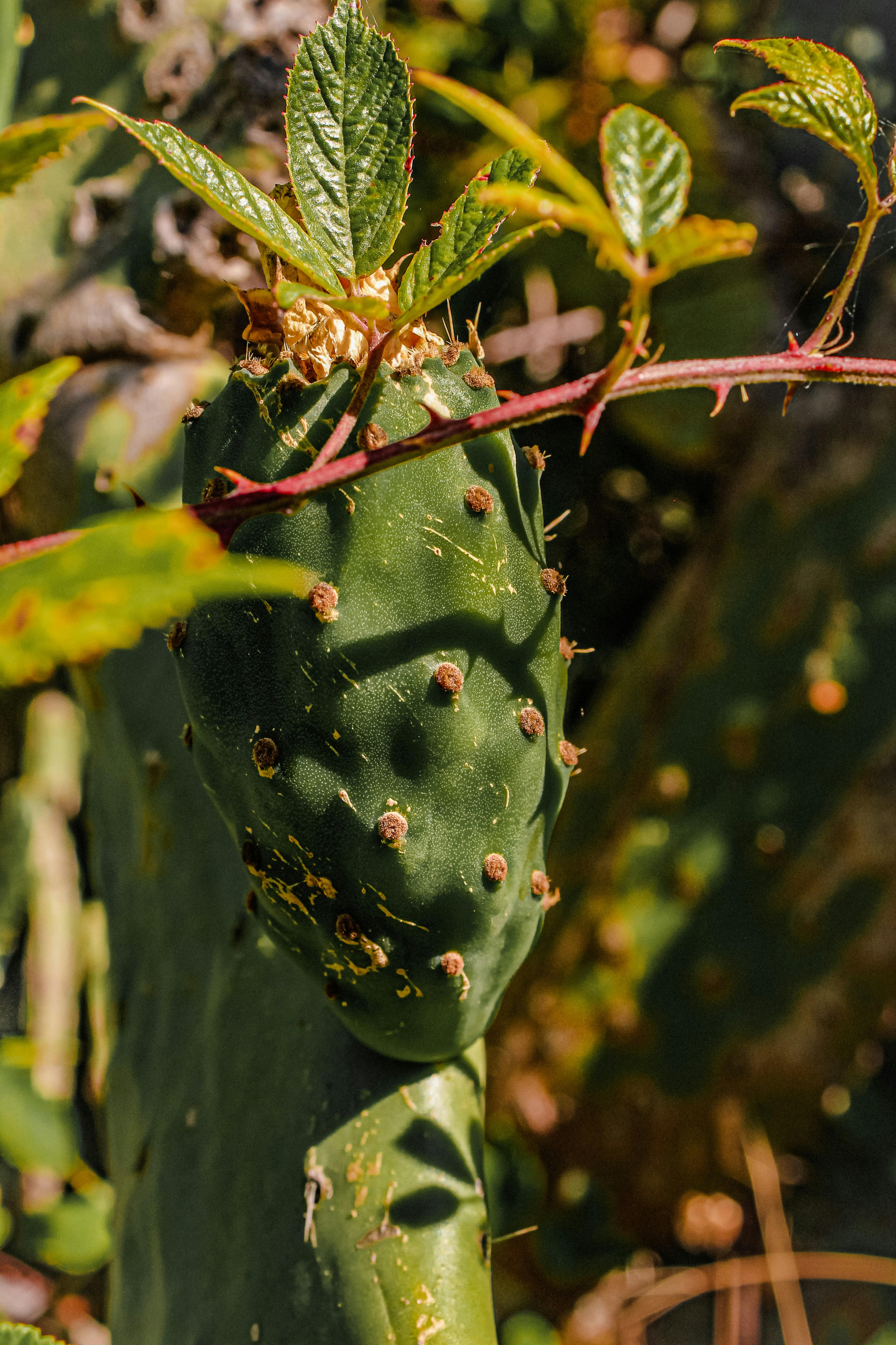 Green Cactus Pad Framed by Tender Leaves and Sunlit Stems