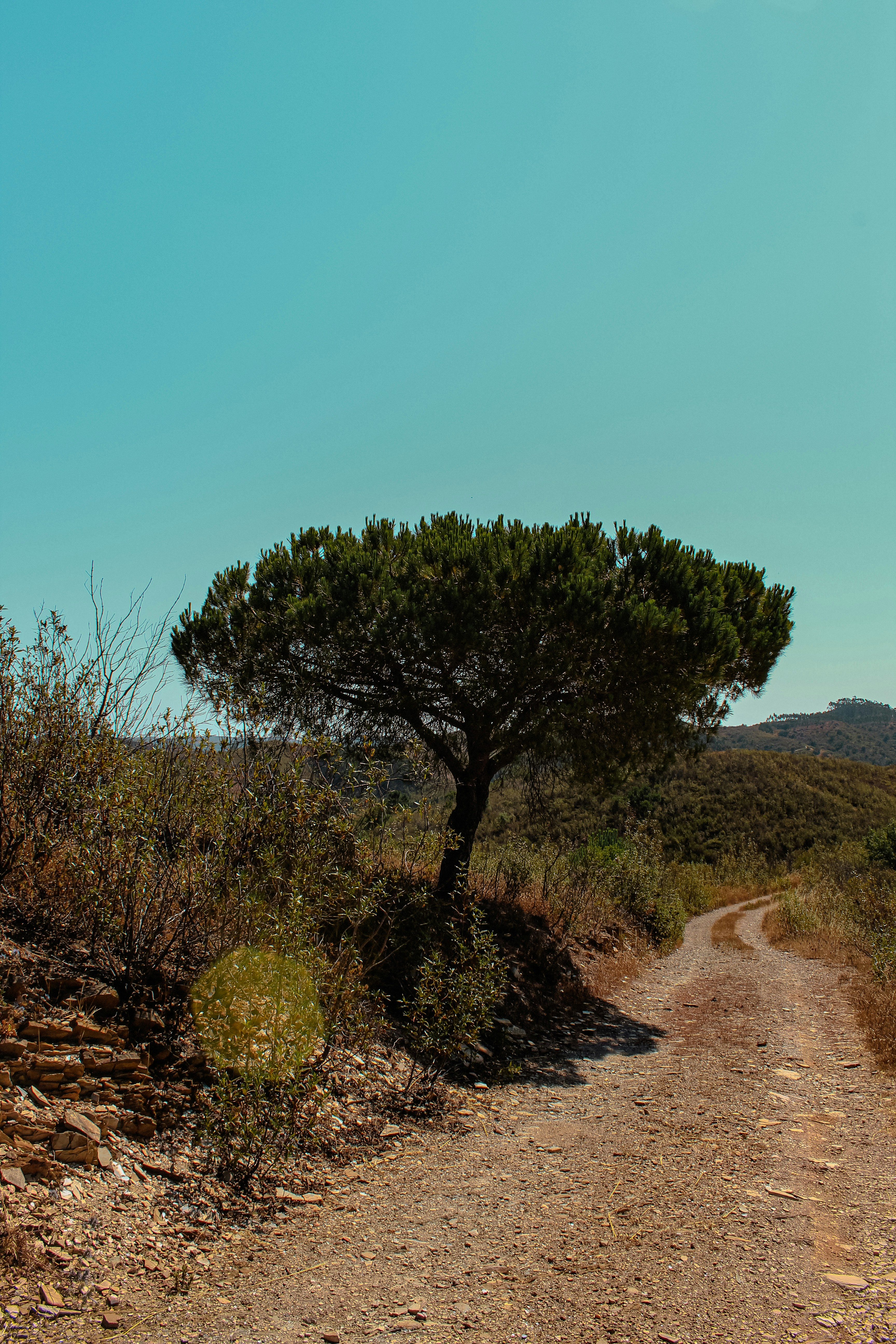 Lonely Tree on the Dusty Road toward the Distant Hills