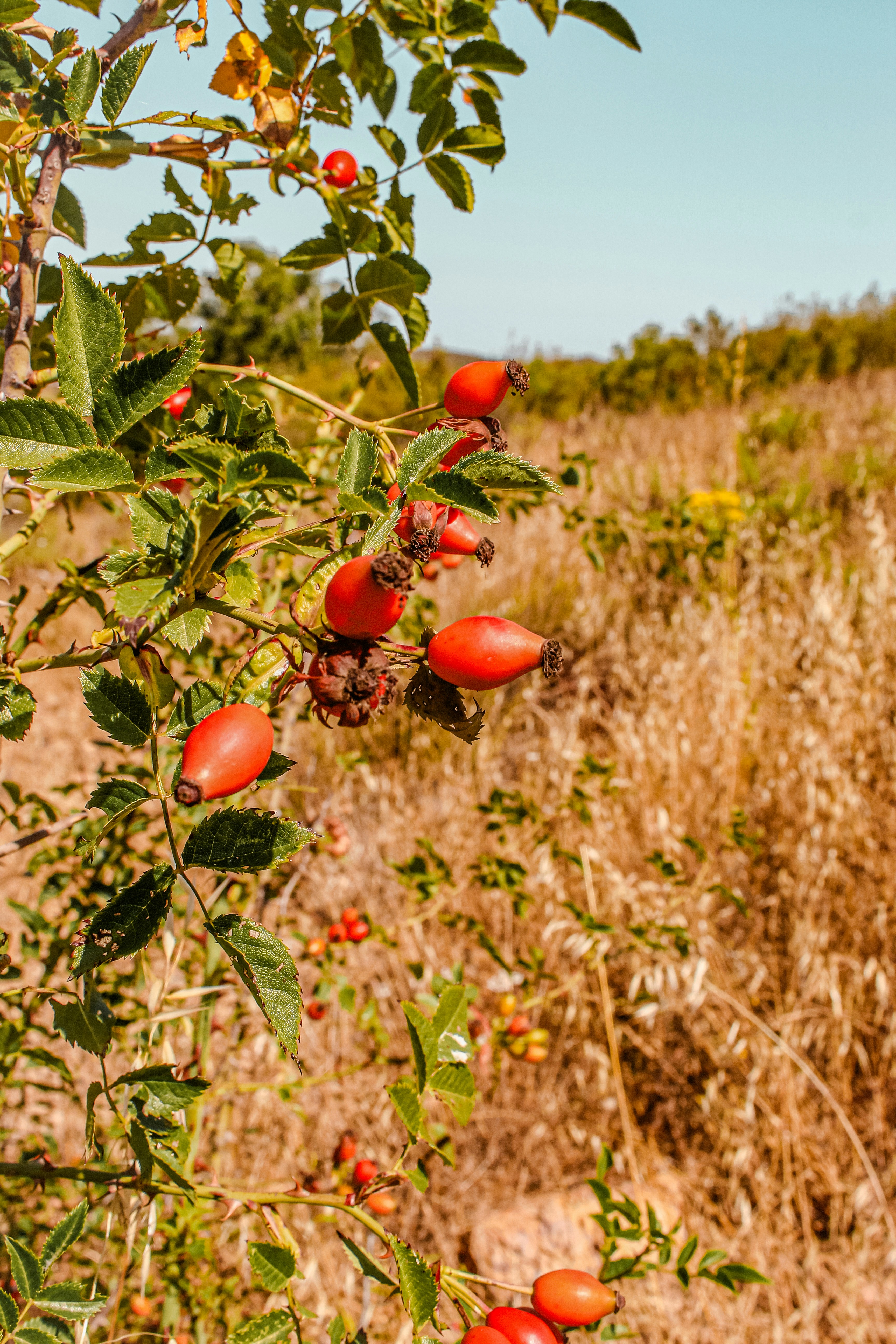 Crimson Berries on a Sunny Meadow Branch