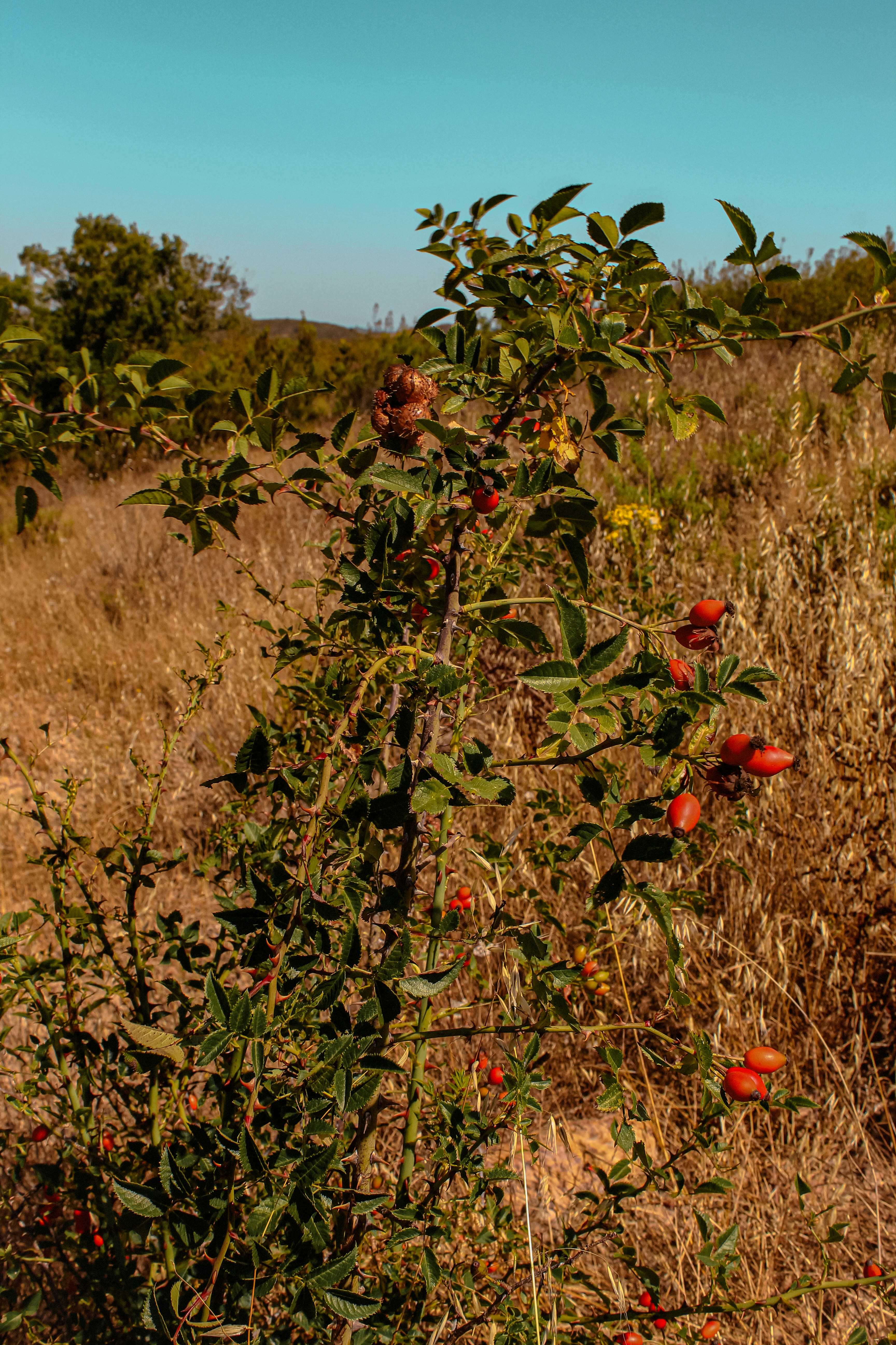 Sunlit Wild Berry: A branch of red fruits in a golden meadow