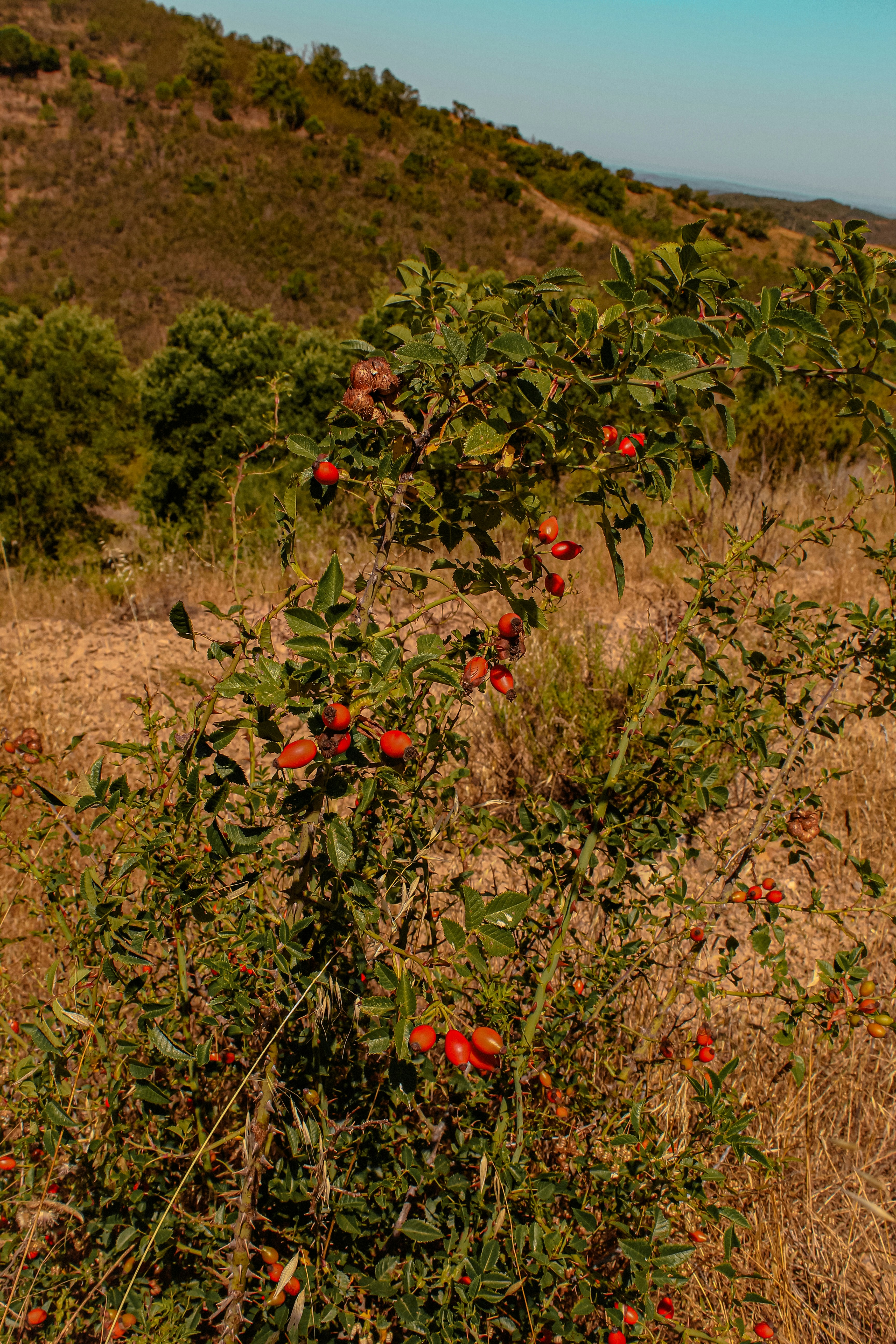 Sunlit fruiting shrub with red berries dominates a dry hillside meadow; distant hills and clear sky provide depth and context.